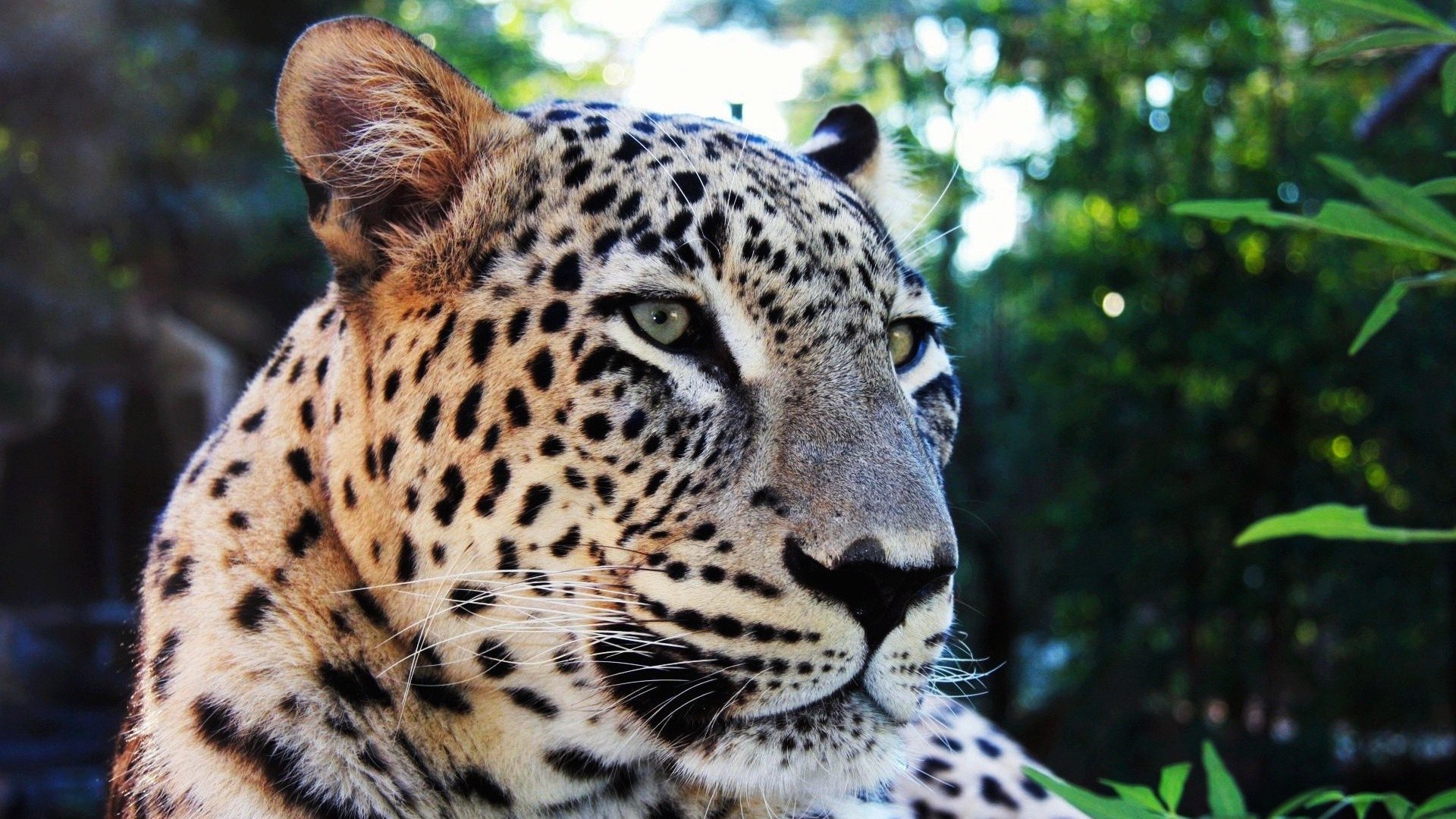 Download Animal Leopard HD Wallpaper