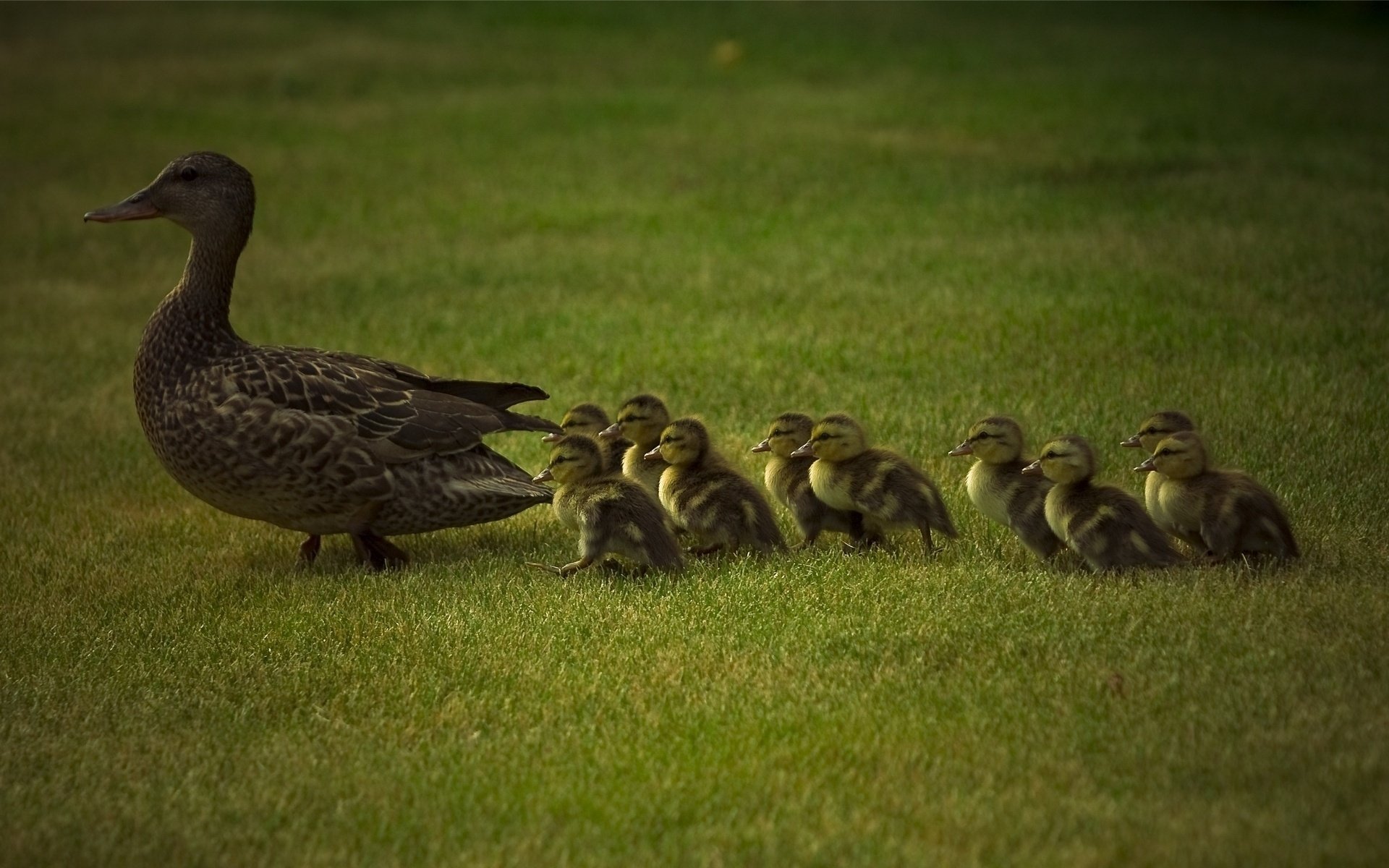 Graceful Duck Family Strolling Through Lush Greenery - HD Animal Wallpaper
