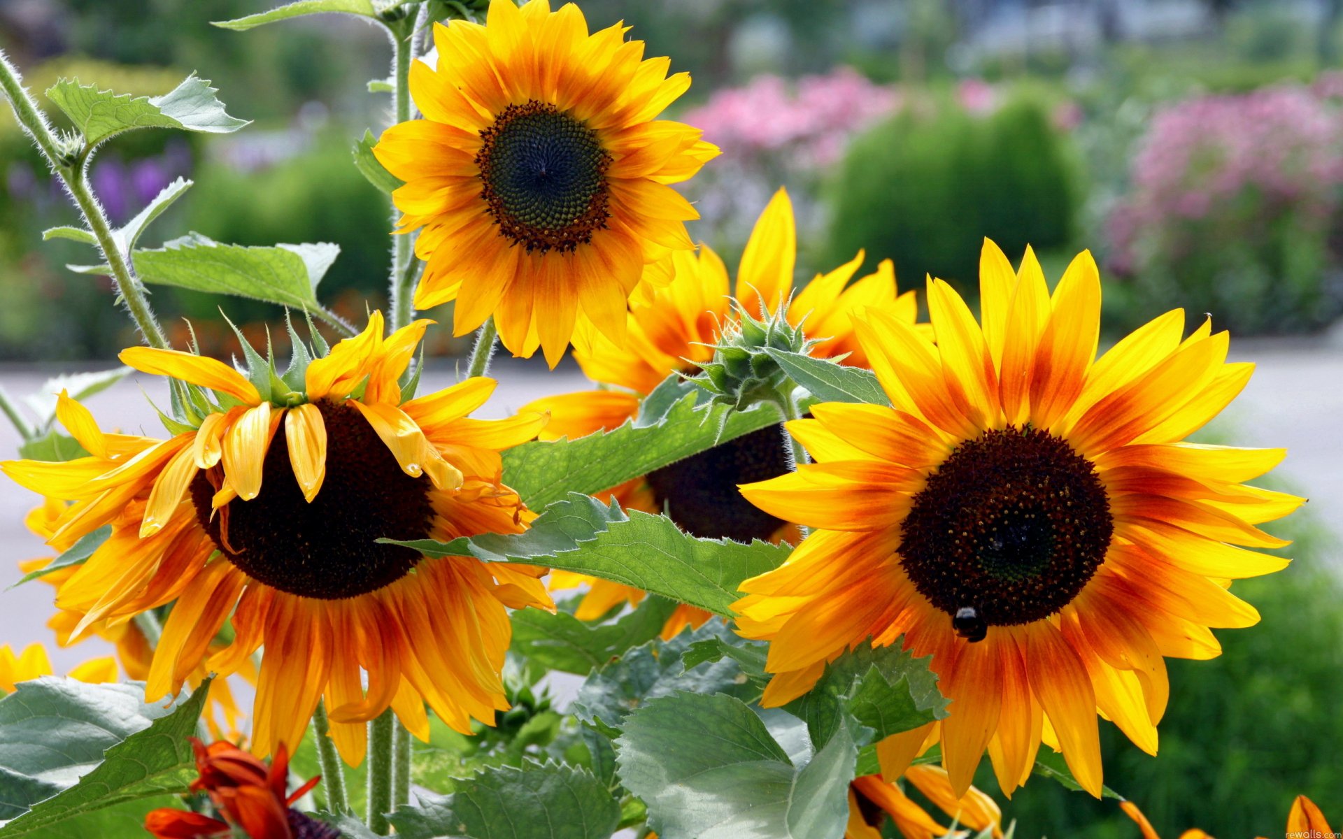 Download Nature Sunflower HD Wallpaper | 2560x1600 | Wallpaper Abyss