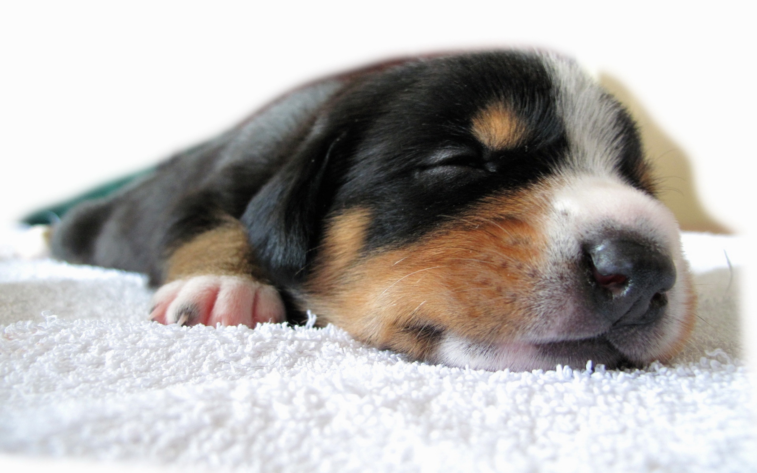 Download Animal Dog HD Wallpaper