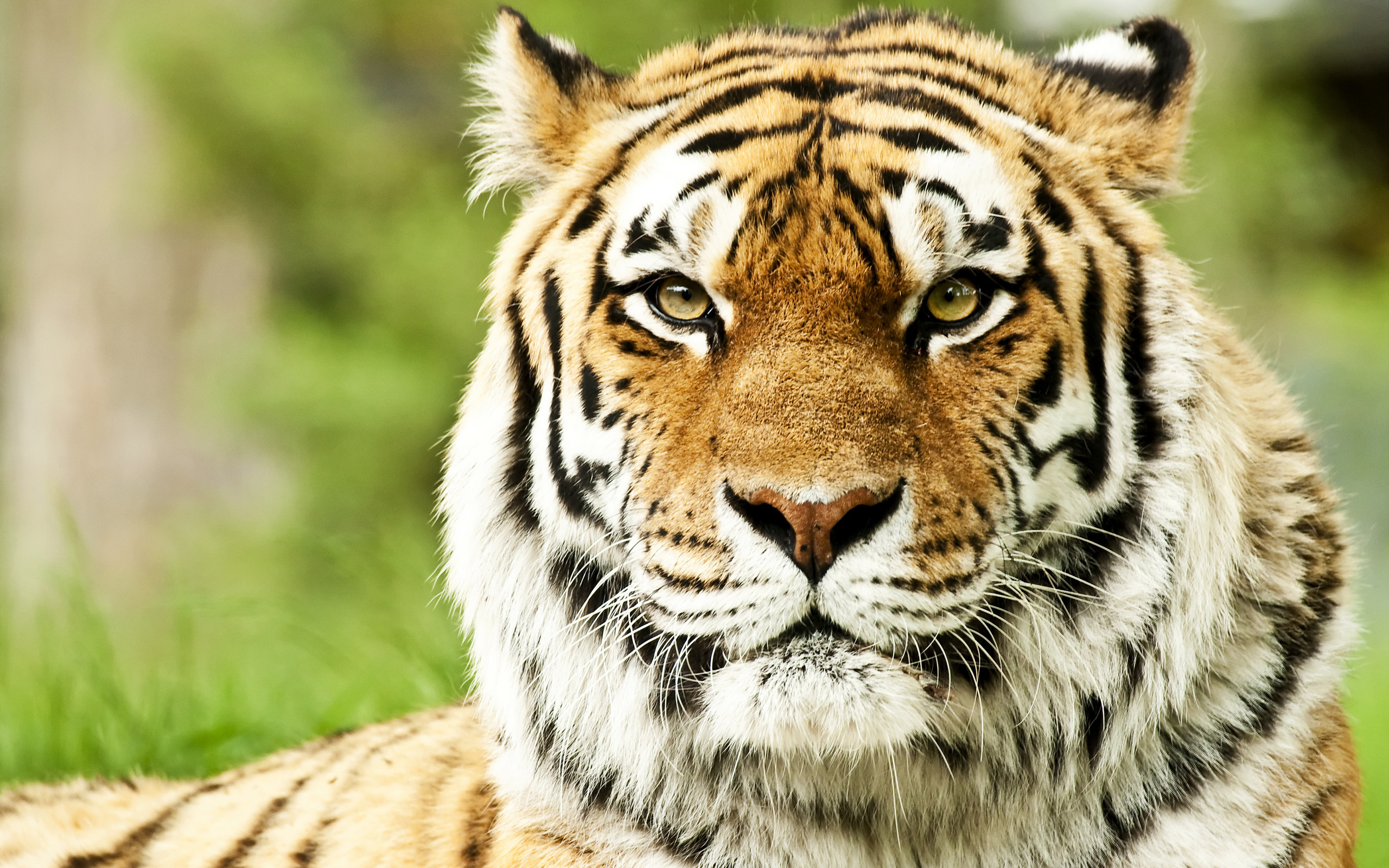 Download Animal Tiger HD Wallpaper
