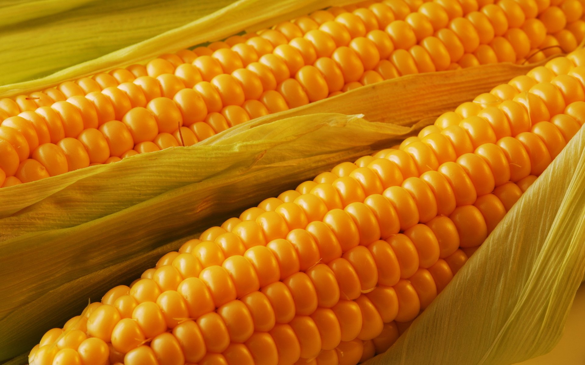 HD Corn Delight: Fresh Golden Harvest Close-Up Wallpaper