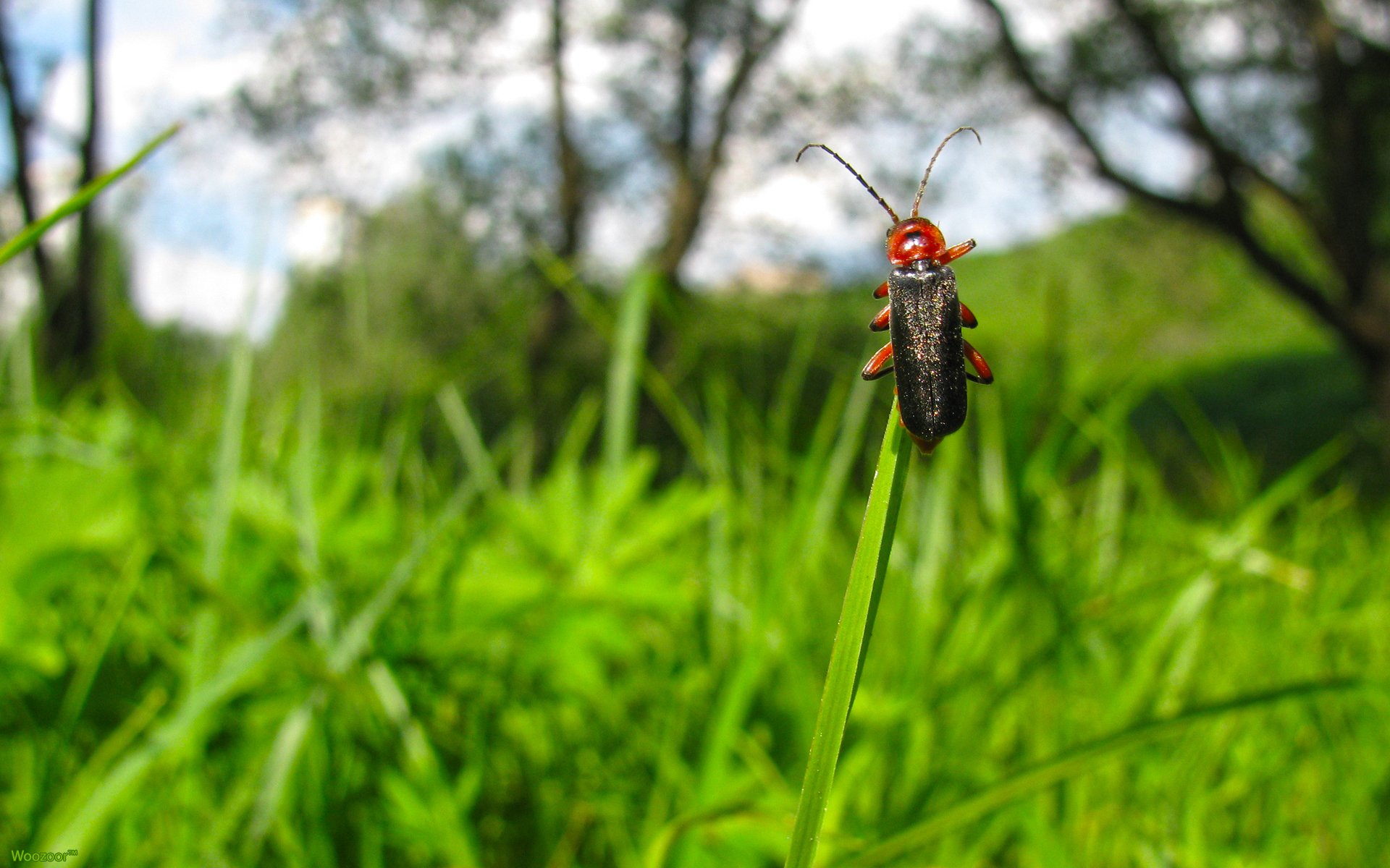 Download Animal Insect HD Wallpaper | 1920x1200 | Wallpaper Abyss