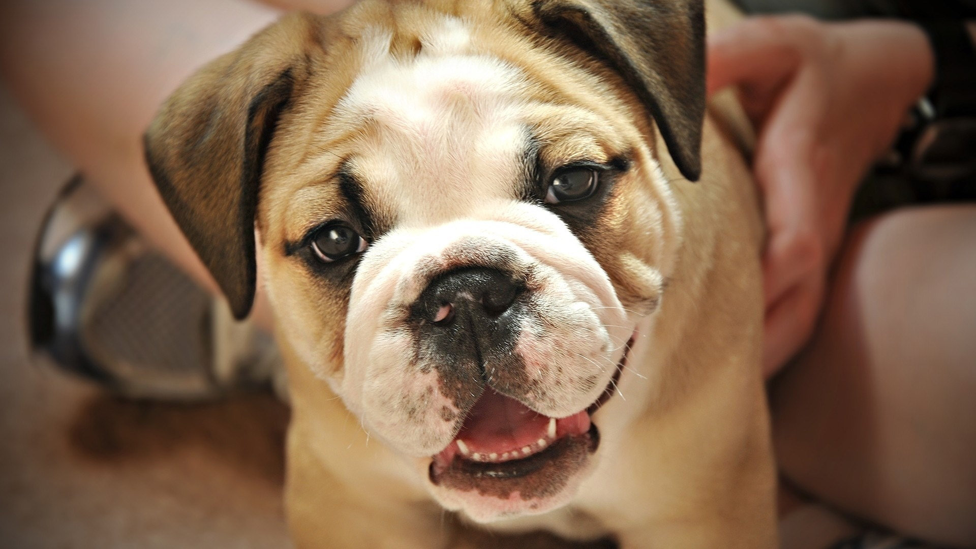 Pag Dog Hd Wallpapers Cool