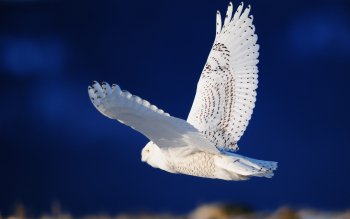 Download Animal Snowy Owl PFP