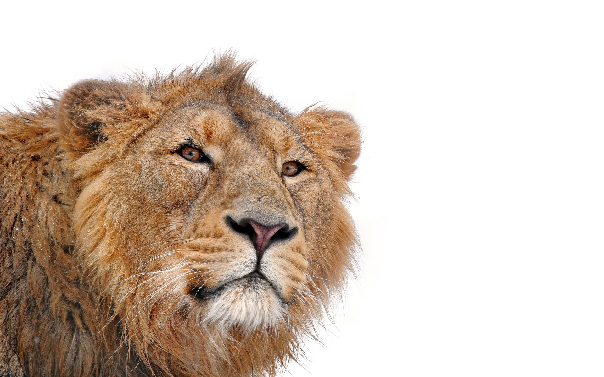 Animal Lion HD Wallpaper