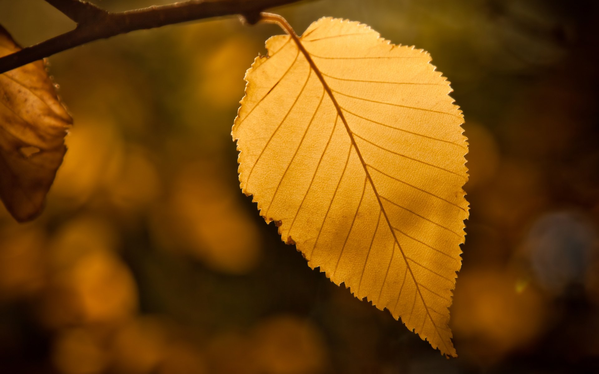 Download Nature Leaf HD Wallpaper