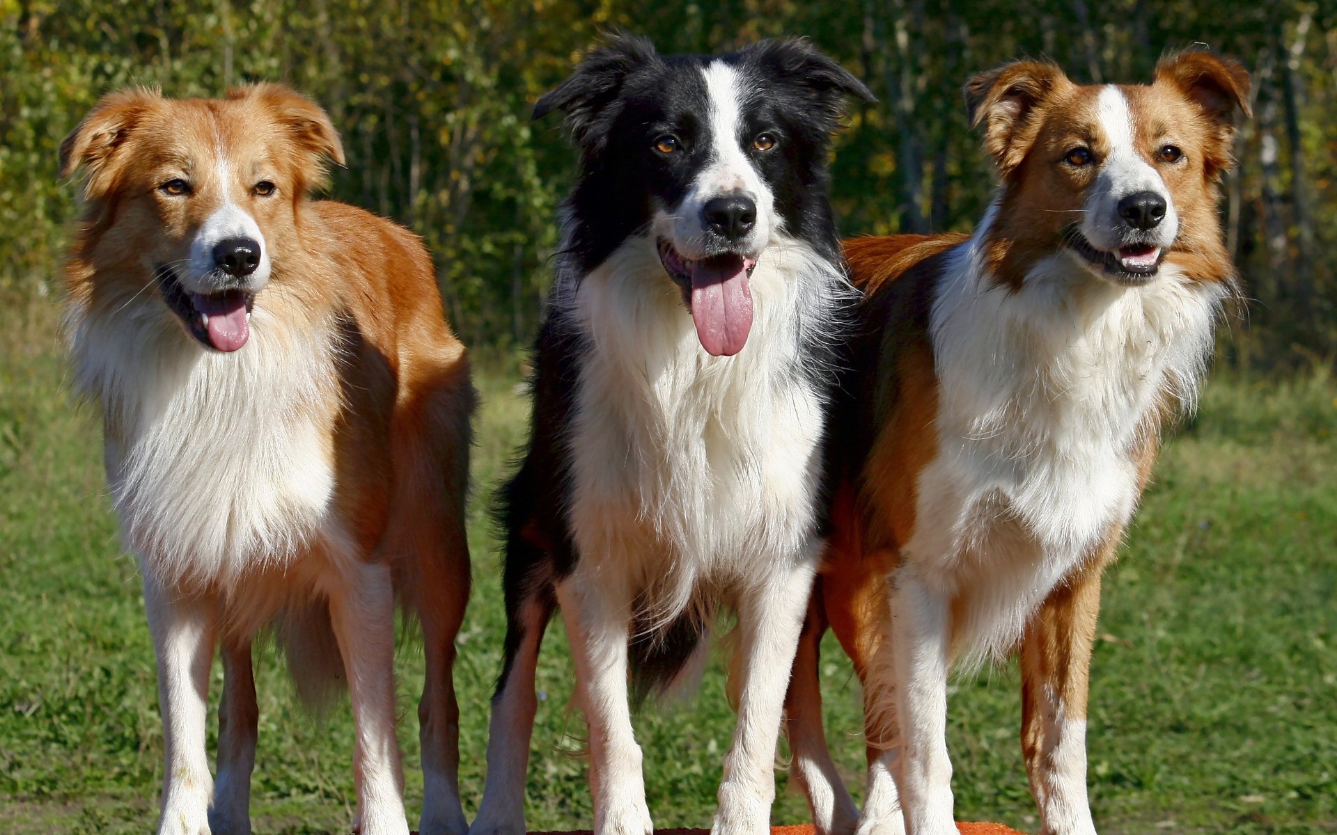 HD Wallpaper of Playful Border Collies