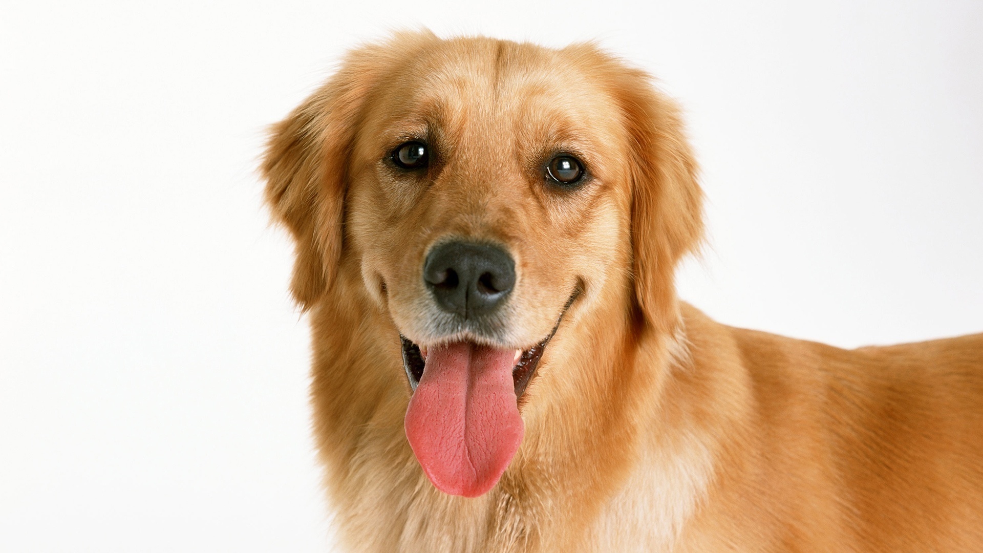 Download Animal Dog HD Wallpaper