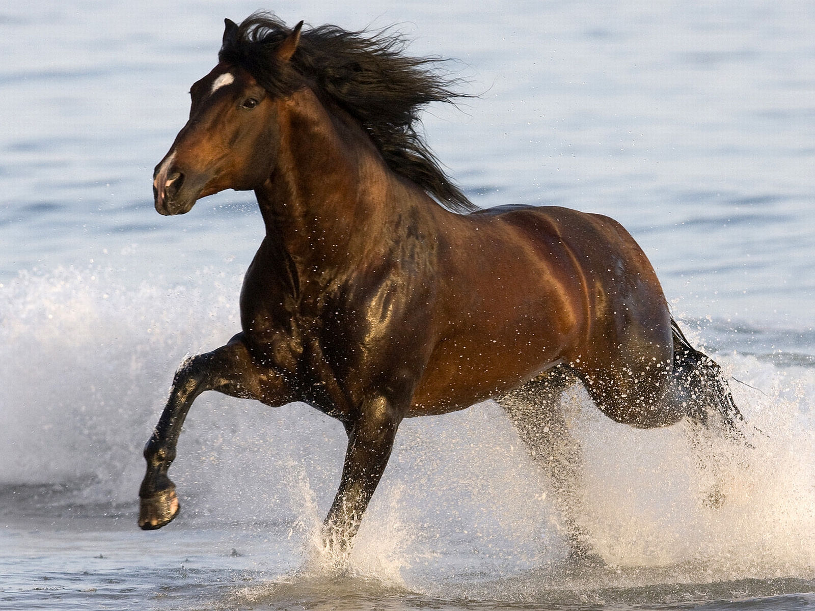 Download Animal Horse Wallpaper