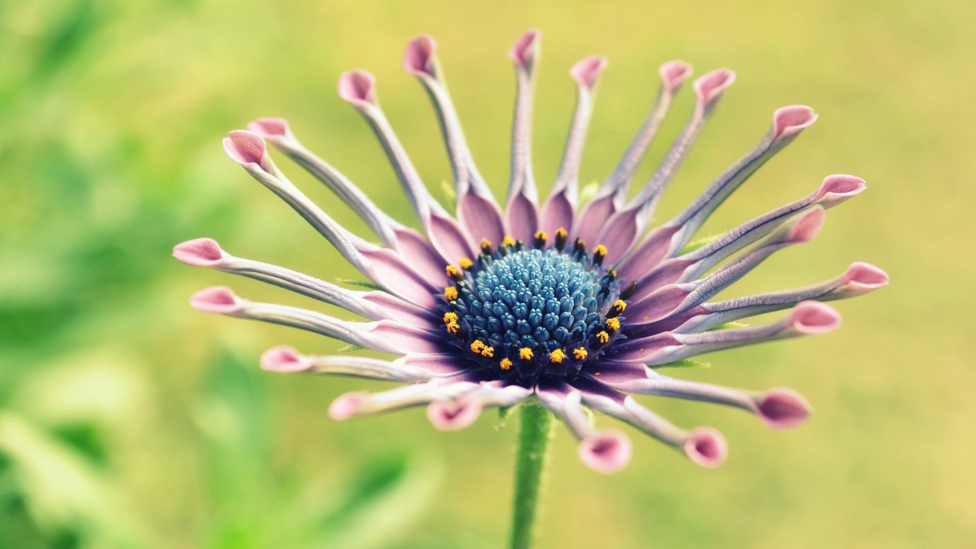 Download Nature Close-up HD Wallpaper