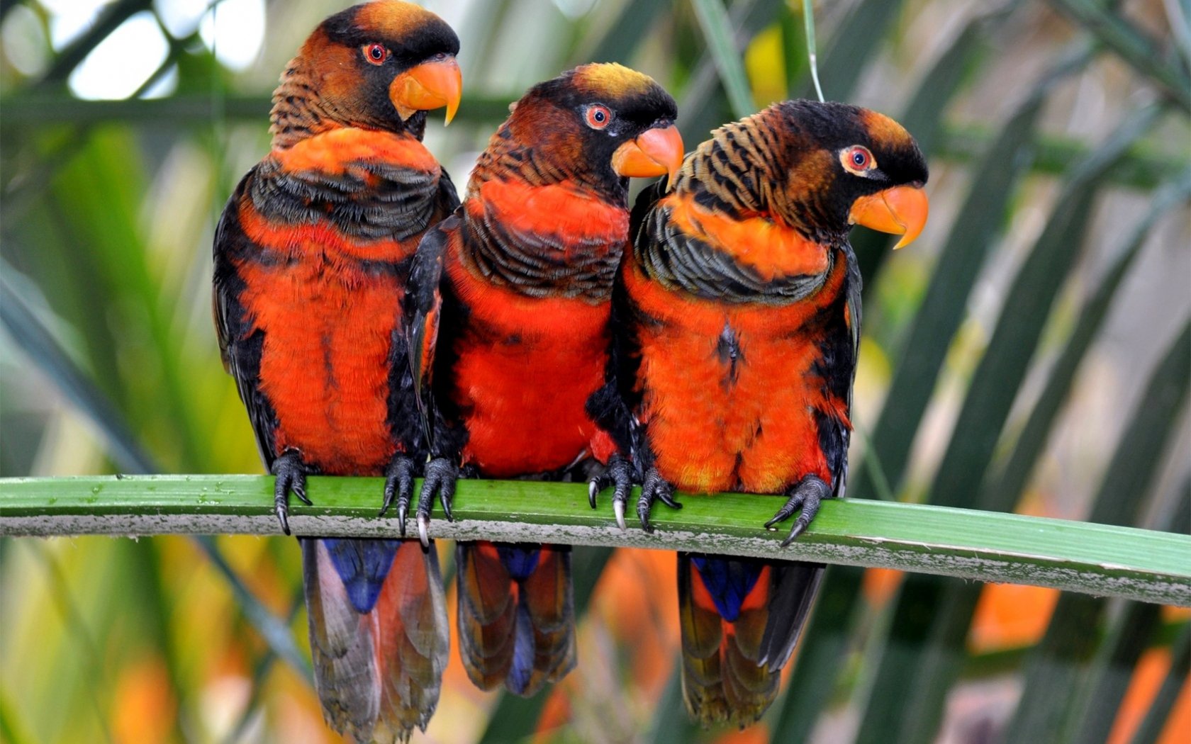 Vibrant Parrots: Stunning HD Wallpaper for Animal Lovers