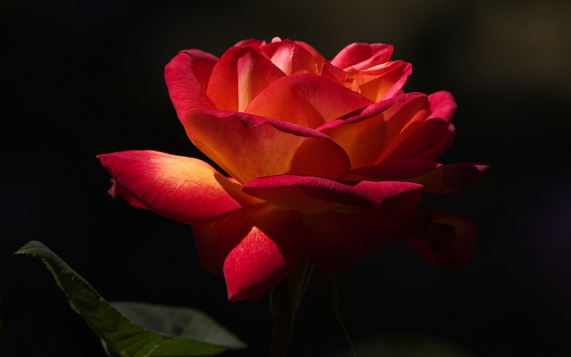 Download Flower Nature Rose HD Wallpaper | 1920x1200 | Wallpaper Abyss