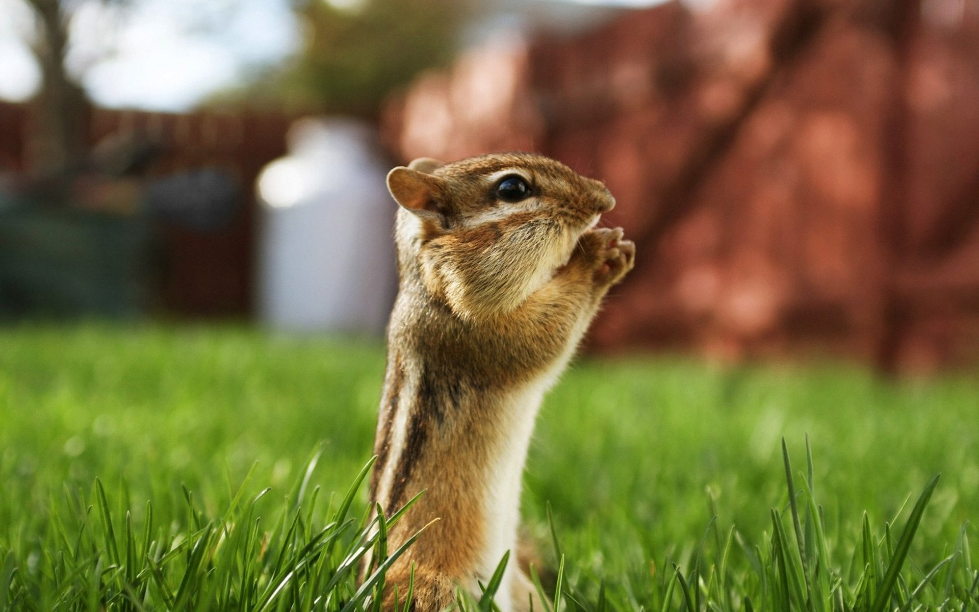 Download Animal Chipmunk HD Wallpaper