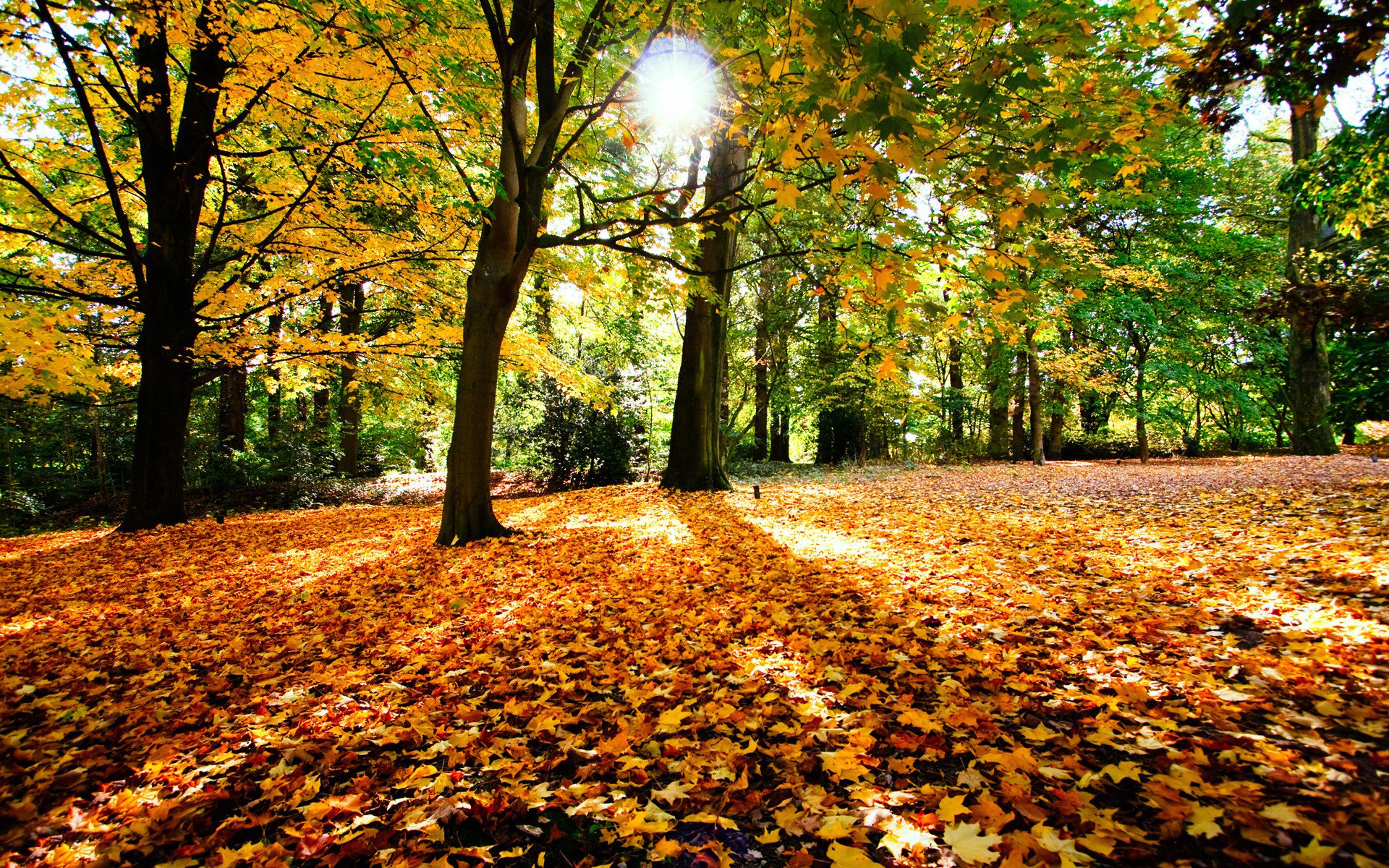 Download Photography Fall HD Wallpaper