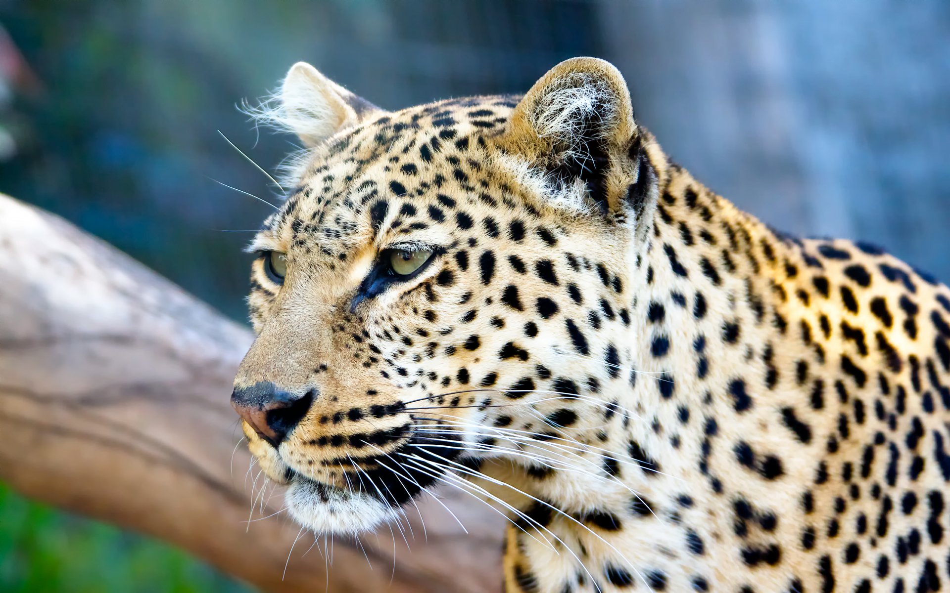Download Animal Leopard HD Wallpaper