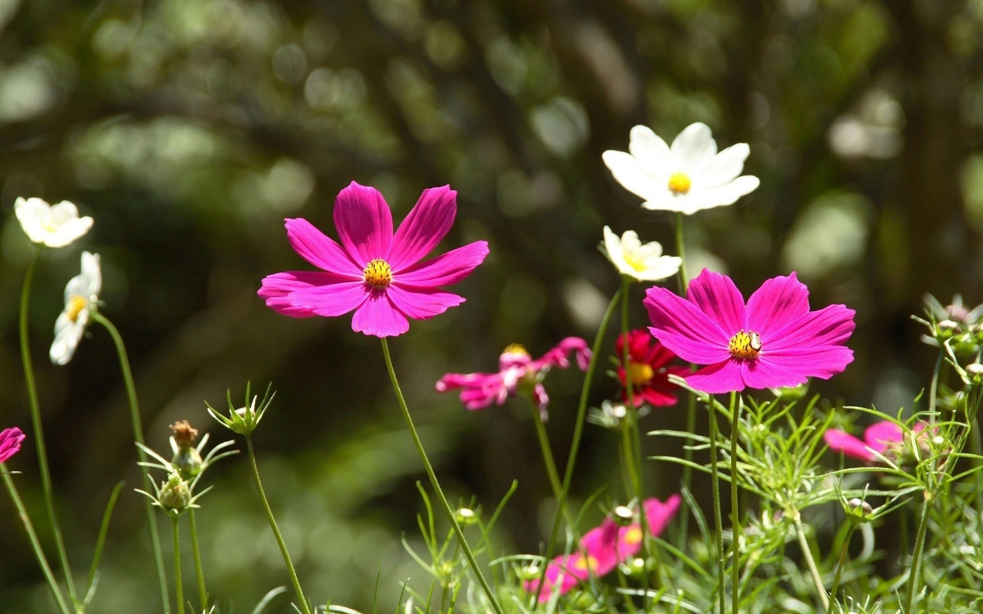 Download Nature Flower HD Wallpaper