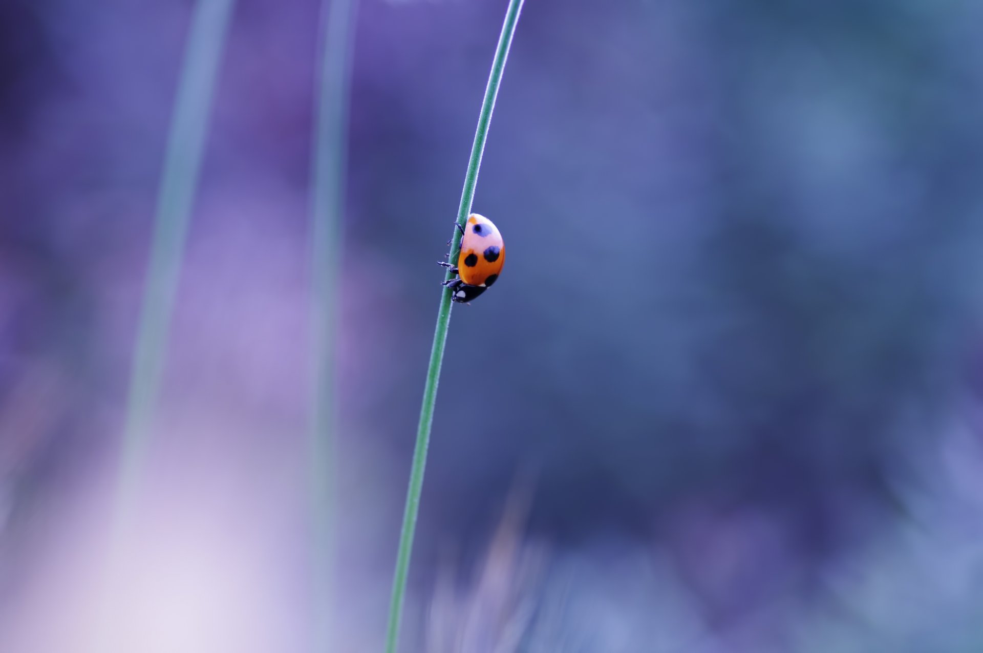 Download Animal Ladybug 4k Ultra HD Wallpaper