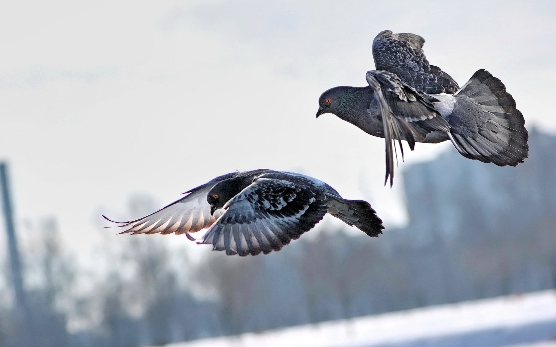Majestic Pigeons in Flight - HD Animal Wallpaper