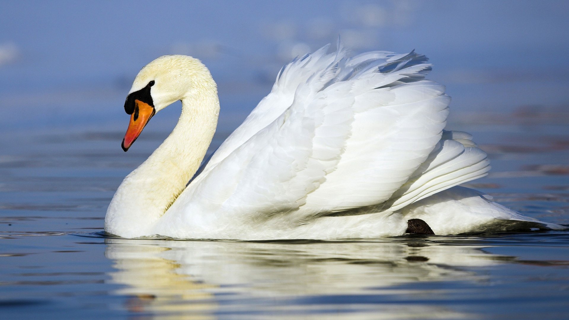 Download Animal Mute Swan HD Wallpaper