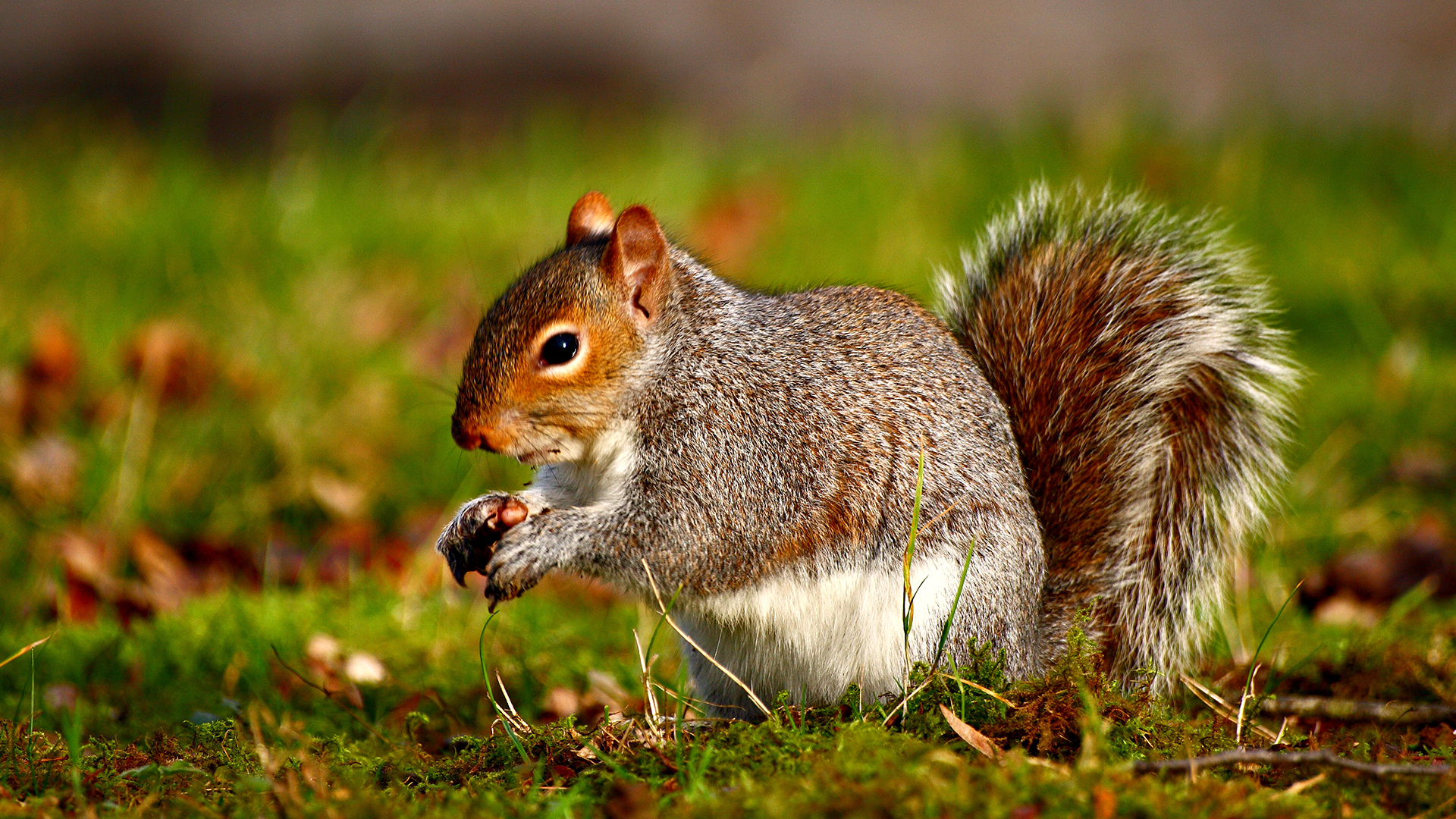 Download Animal Squirrel HD Wallpaper