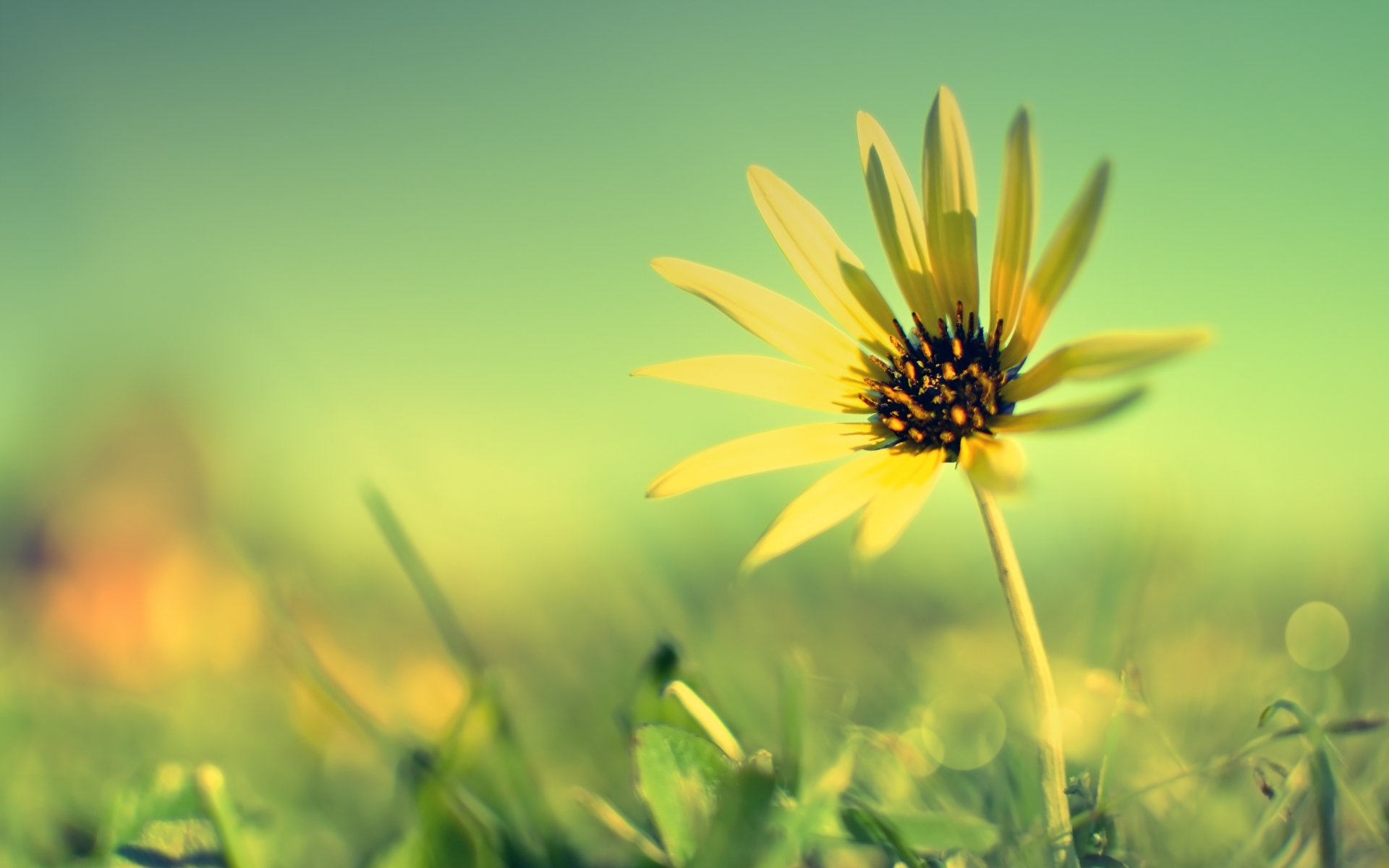 Sunlit Wildflower — 2K Quad HD Nature Wallpaper