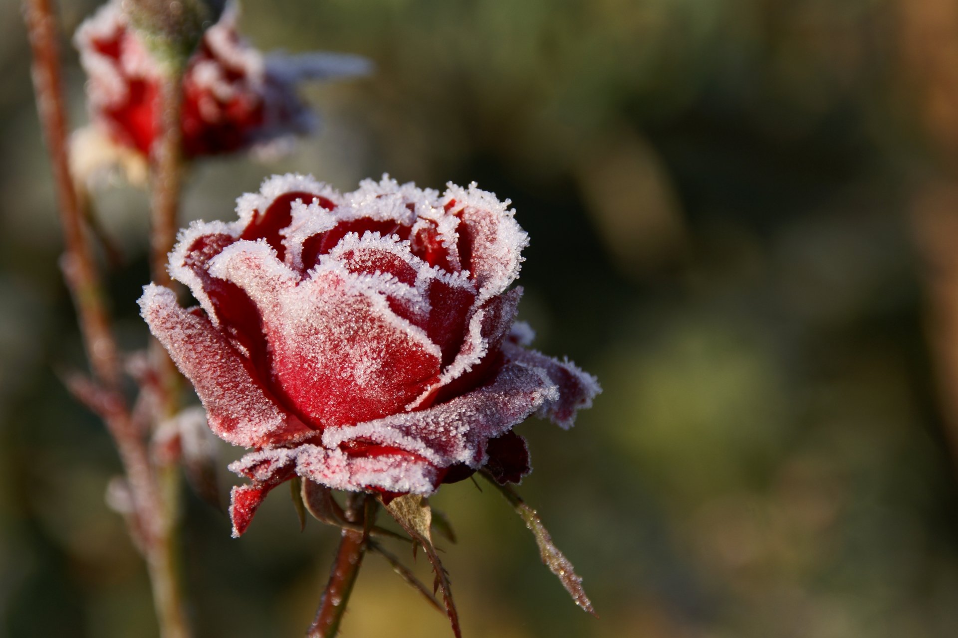Frosted Red Rose HD Wallpaper