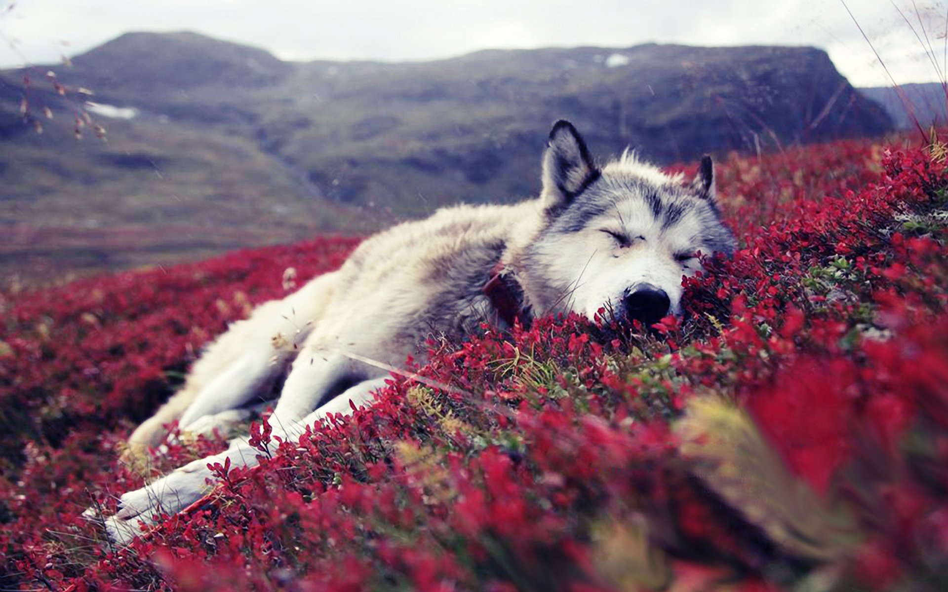 Serene Wolf in Nature - HD Wallpaper | 1920x1200 | Wallpaper Abyss
