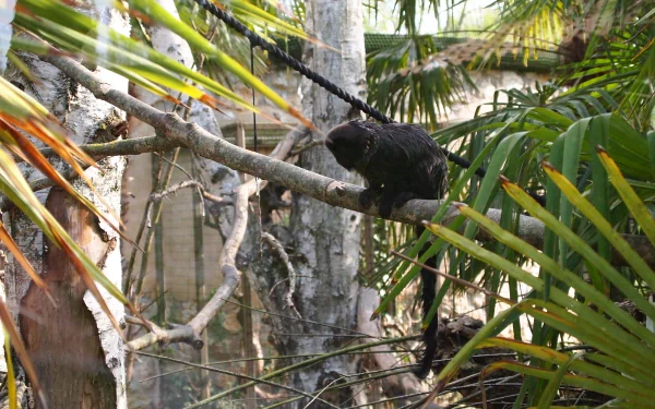 [80+] Monkey 4k Wallpapers