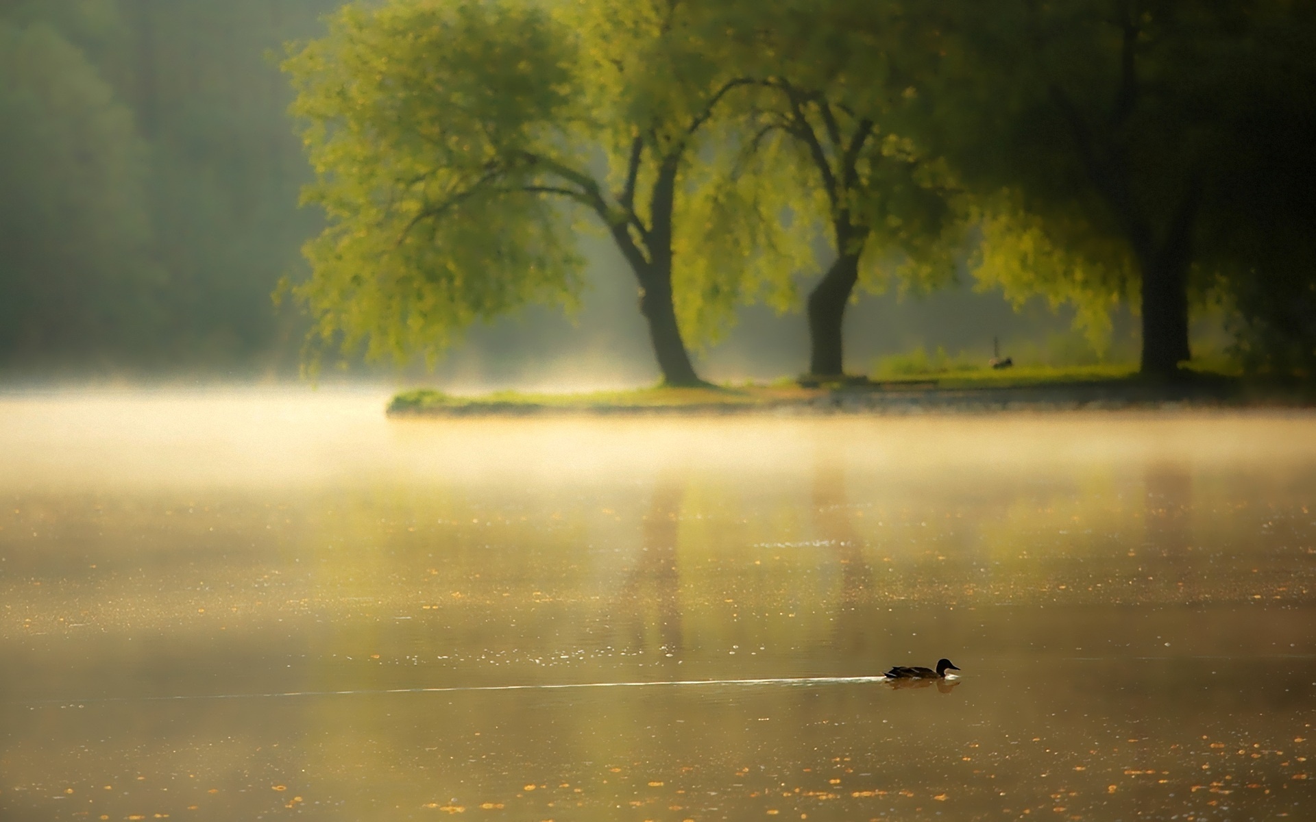 Serene Foggy Morning in Nature | HD Wallpaper
