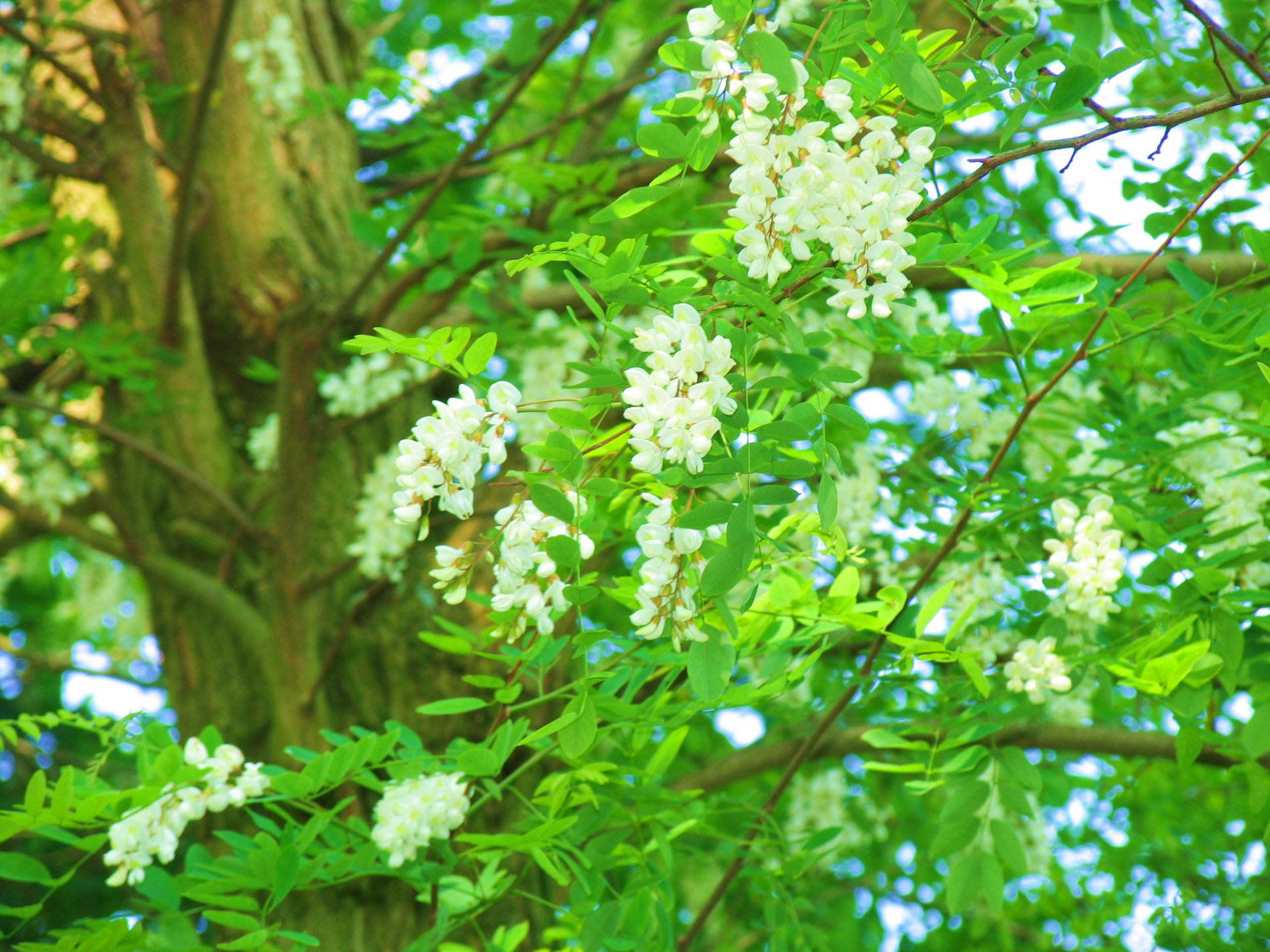 Serene Nature: High-Definition Floral Wallpaper