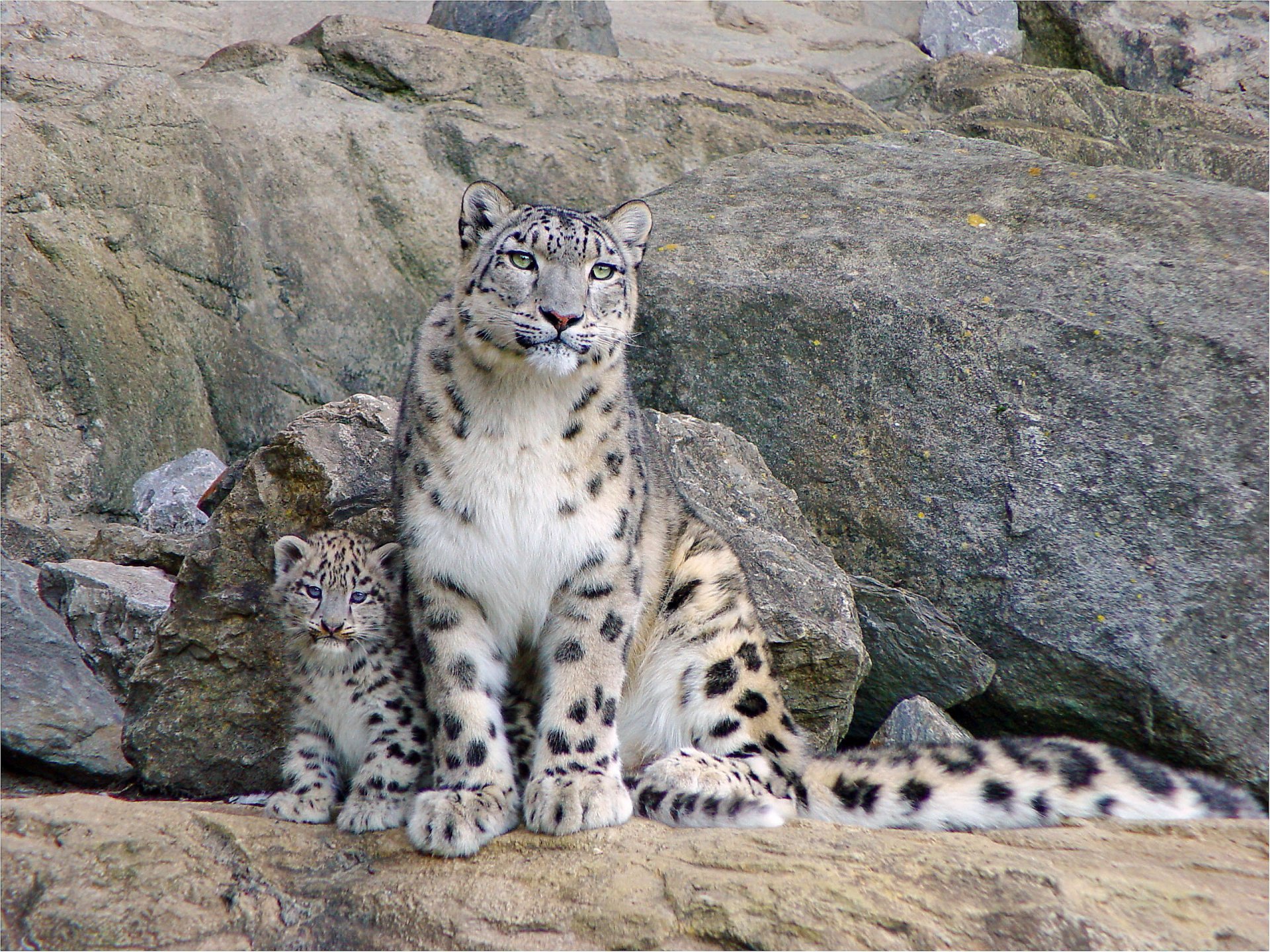 Majestic Snow Leopards - HD Wallpaper