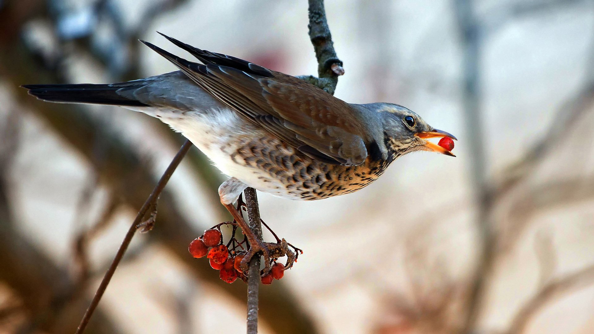 Download Animal Bird HD Wallpaper | 1920x1080 | Wallpaper Abyss