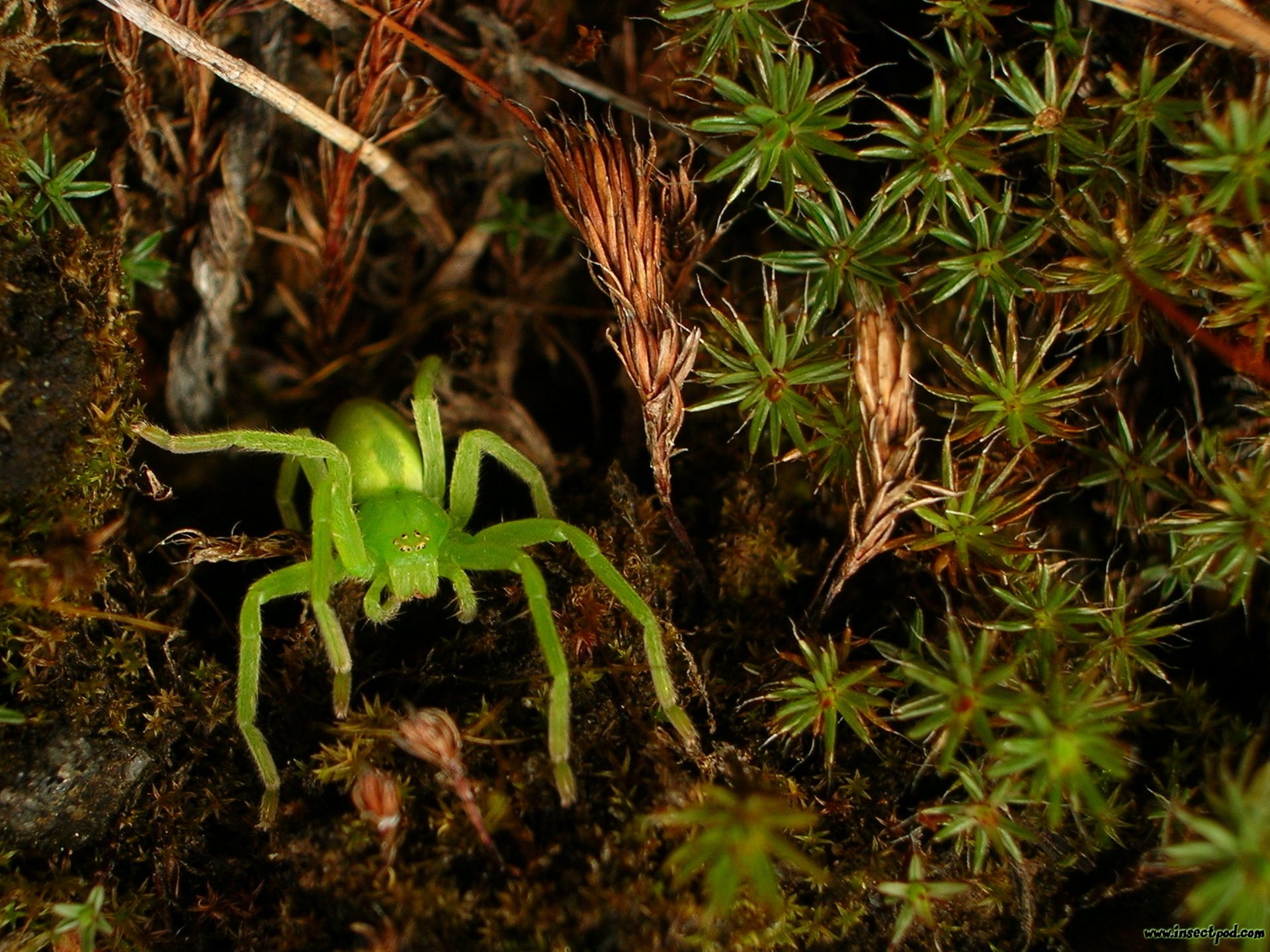 Download Green Huntsman Spider Animal Spider HD Wallpaper | 1920x1440 ...