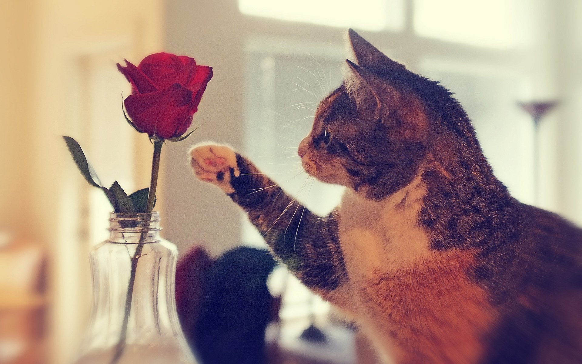 Charming Cat with Rose - HD Wallpaper