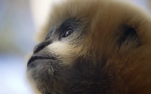 [80+] Monkey 4k Wallpapers