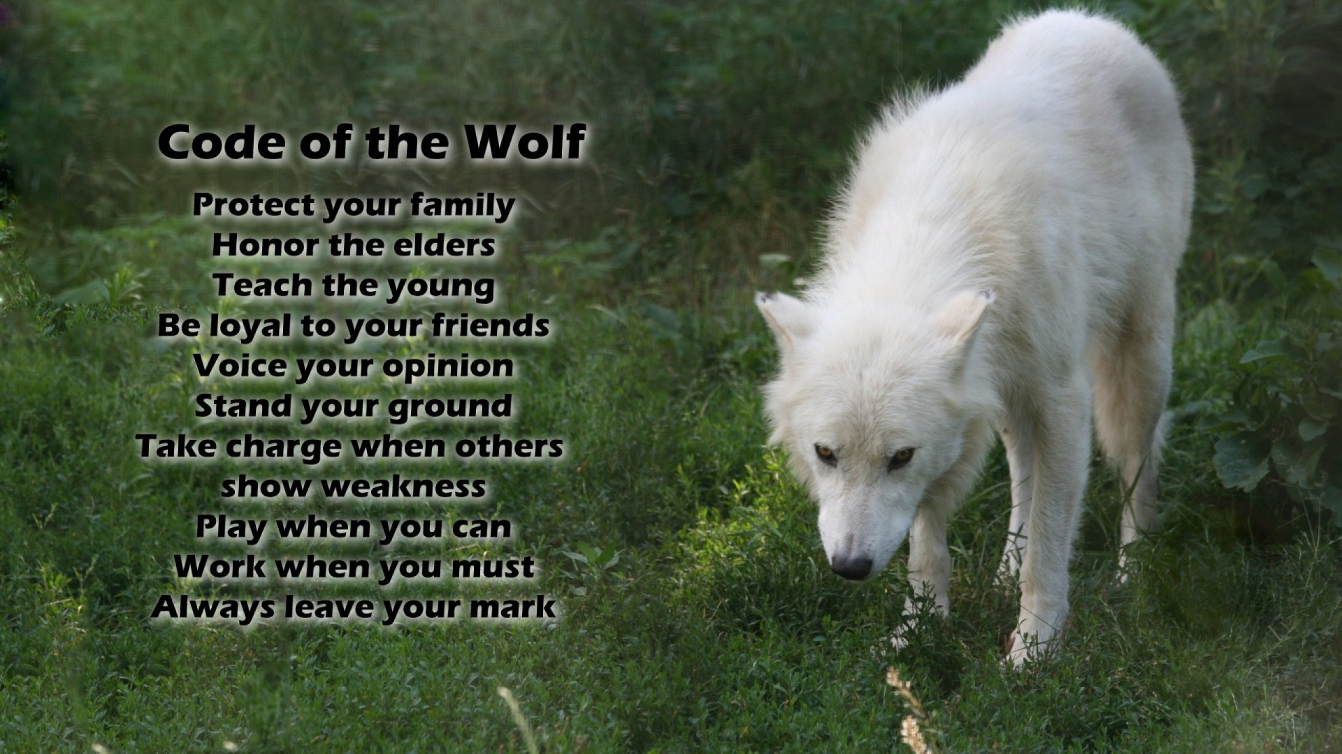 Arctic Wolf Wisdom - HD Wallpaper