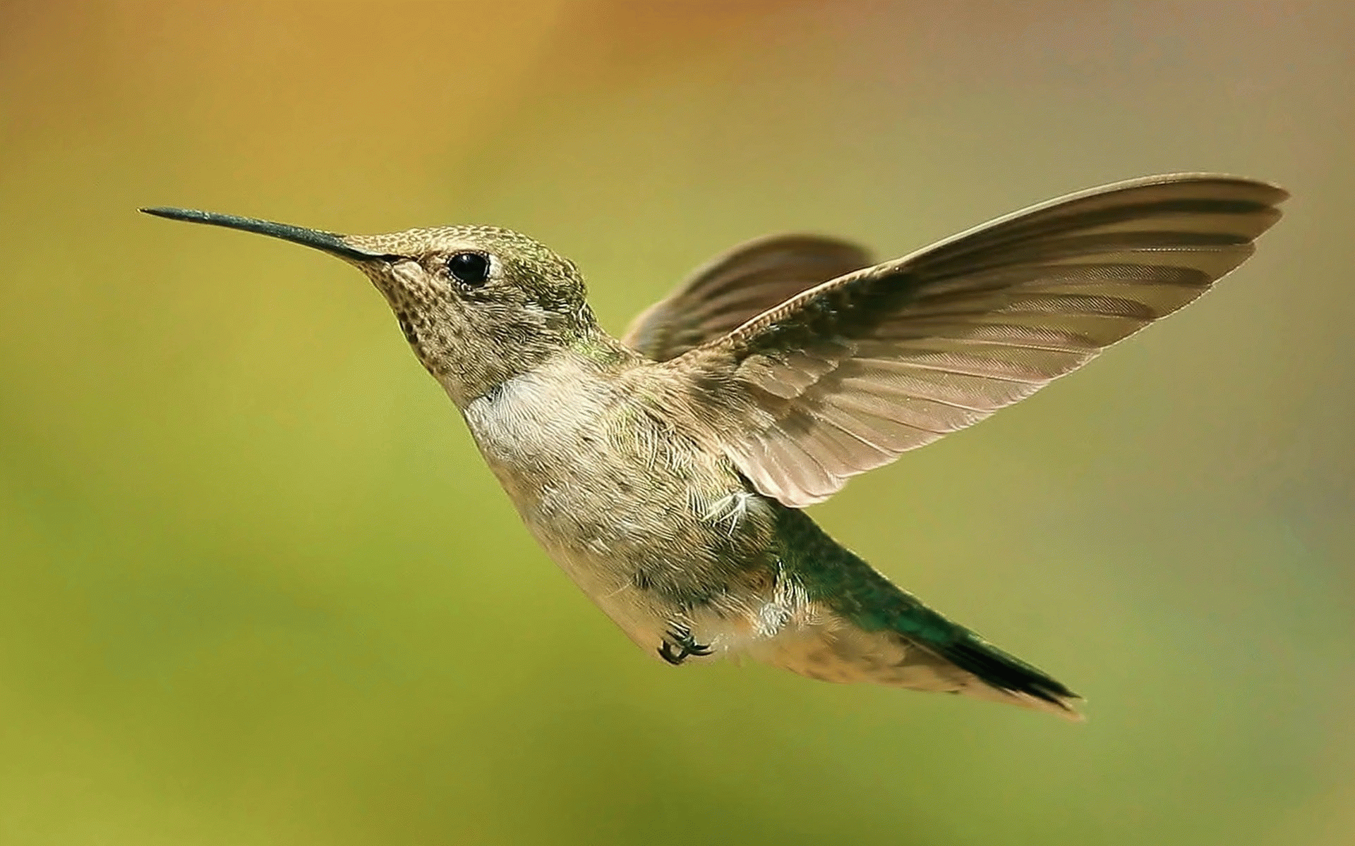 Download Animal Hummingbird HD Wallpaper