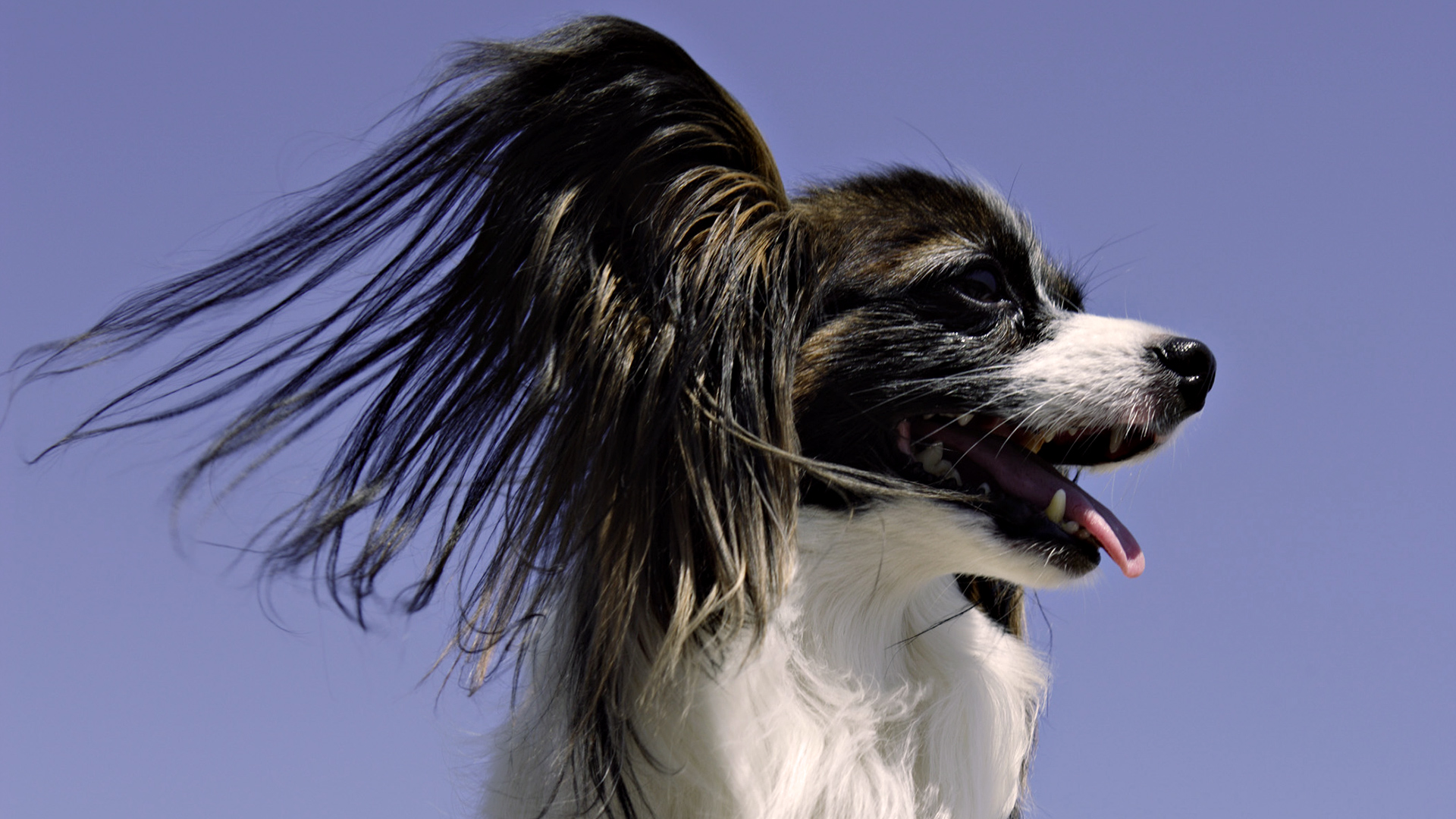 Download Animal Papillon Wallpaper