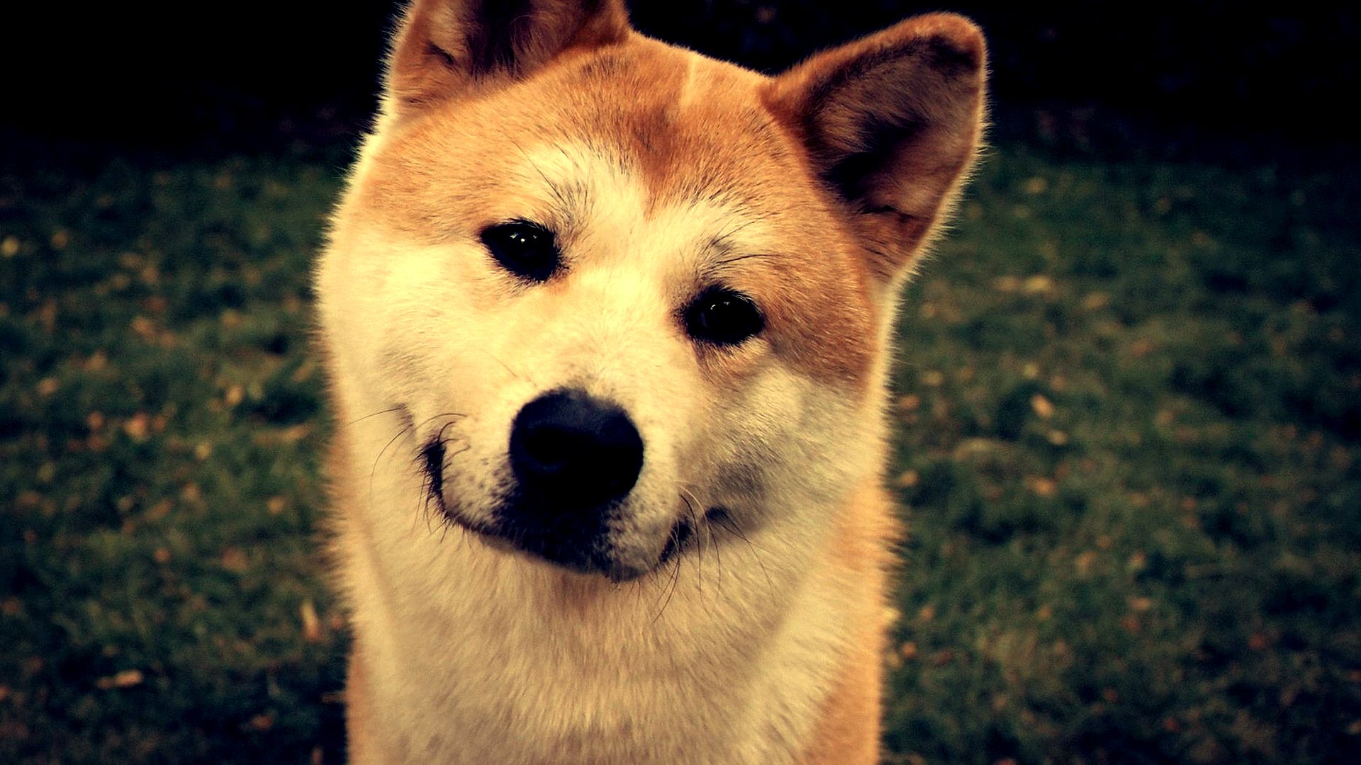 Download Dog Animal Shiba Inu HD Wallpaper