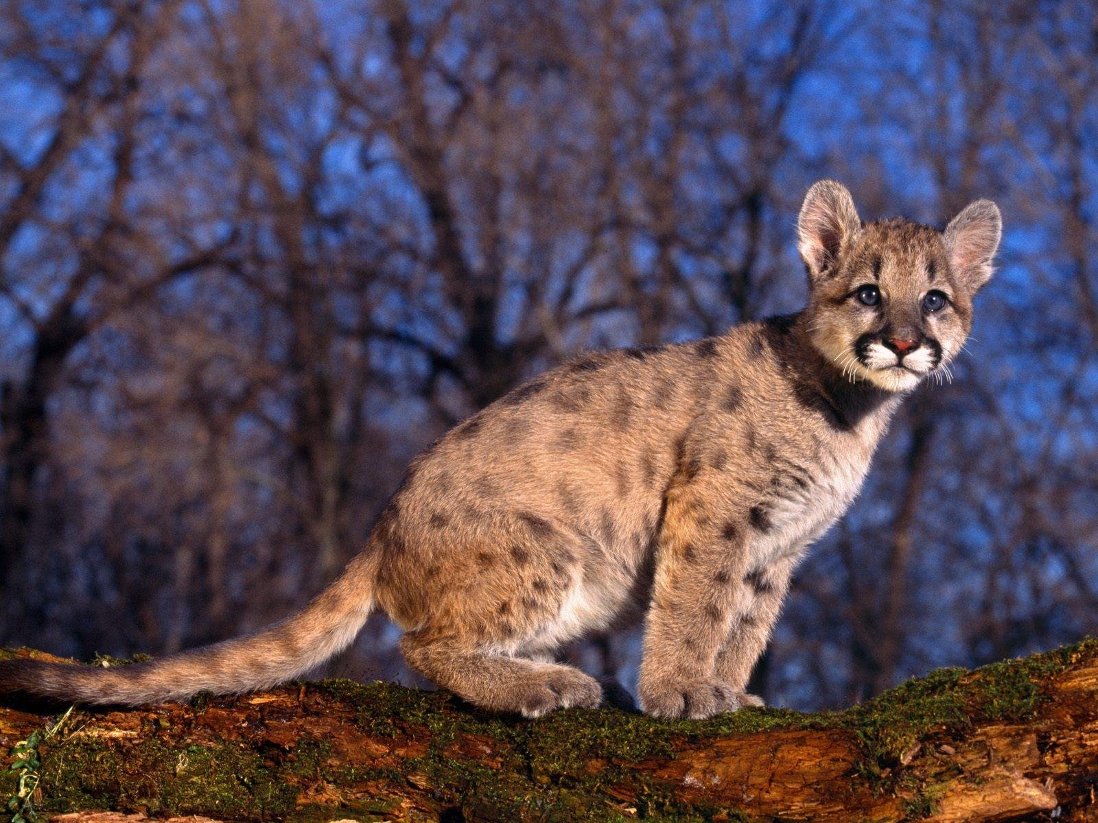 Majestic Cougar Cub HD Wallpaper: Wild Beauty in Focus | 1600x1200 ...