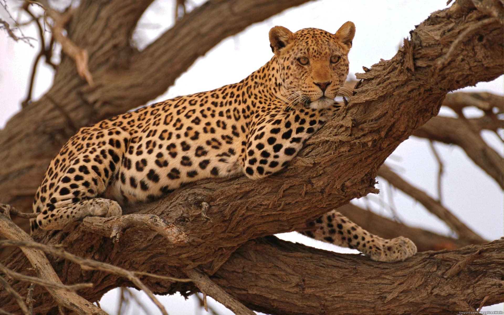 Download Animal Leopard HD Wallpaper