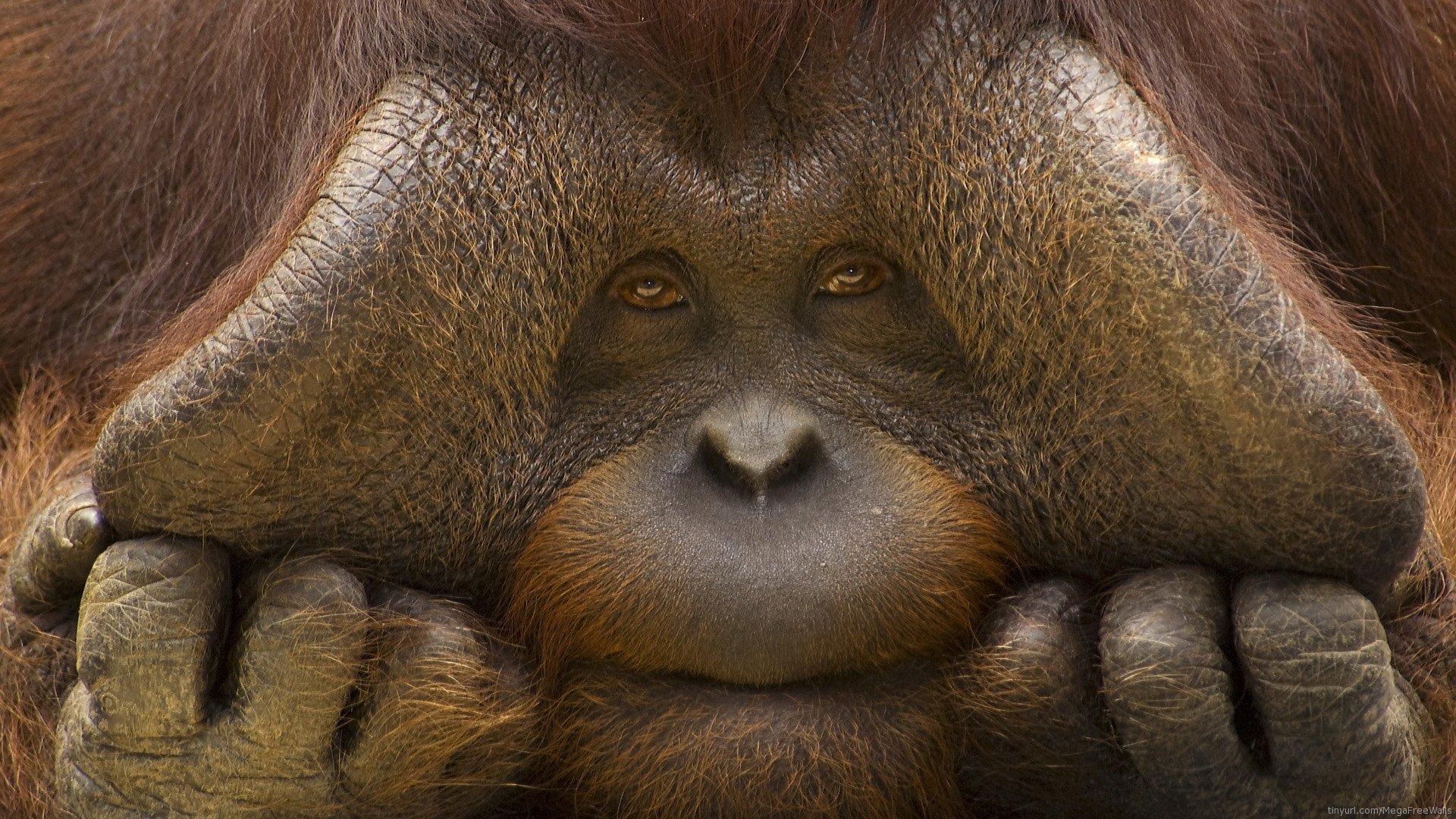 Orangutan Gaze — HD Animal Wallpaper