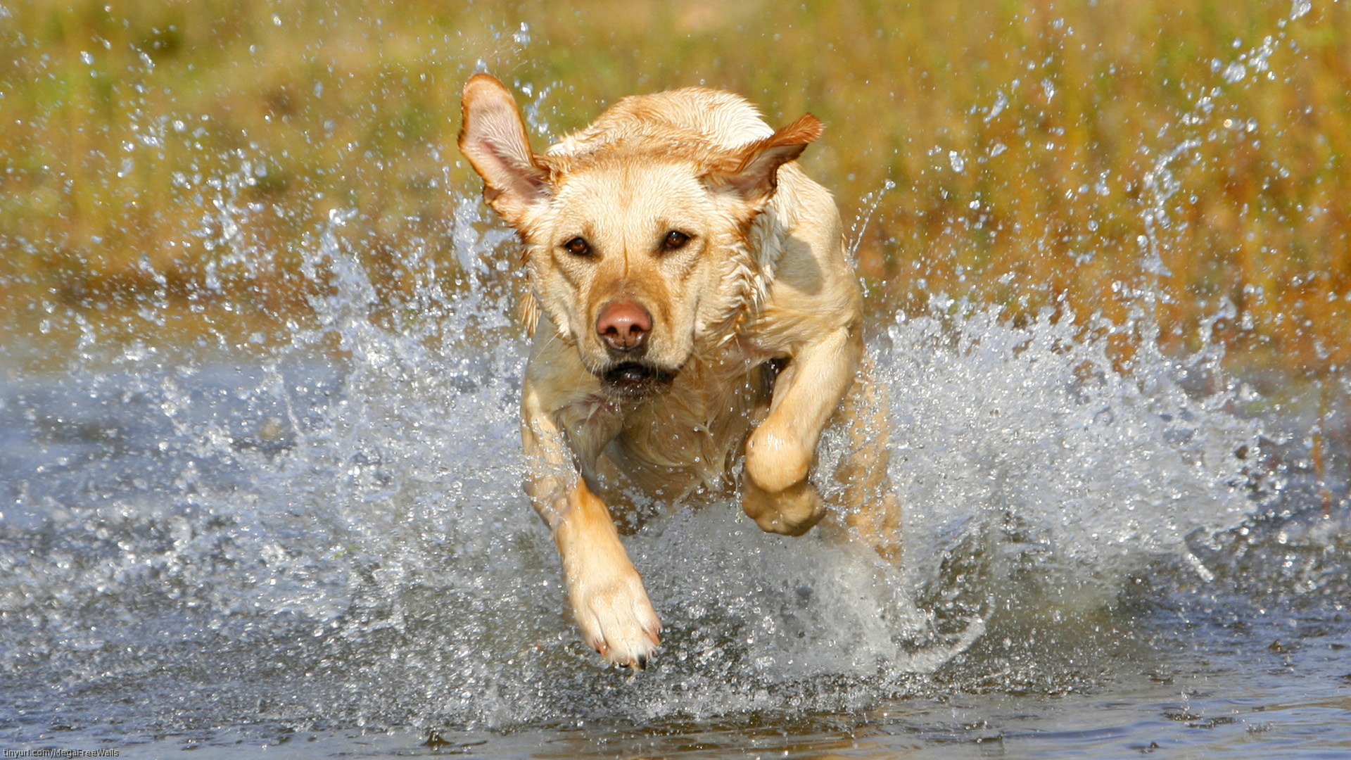 Splashing Labrador: HD Water Adventure Wallpaper | 1920x1080 ...