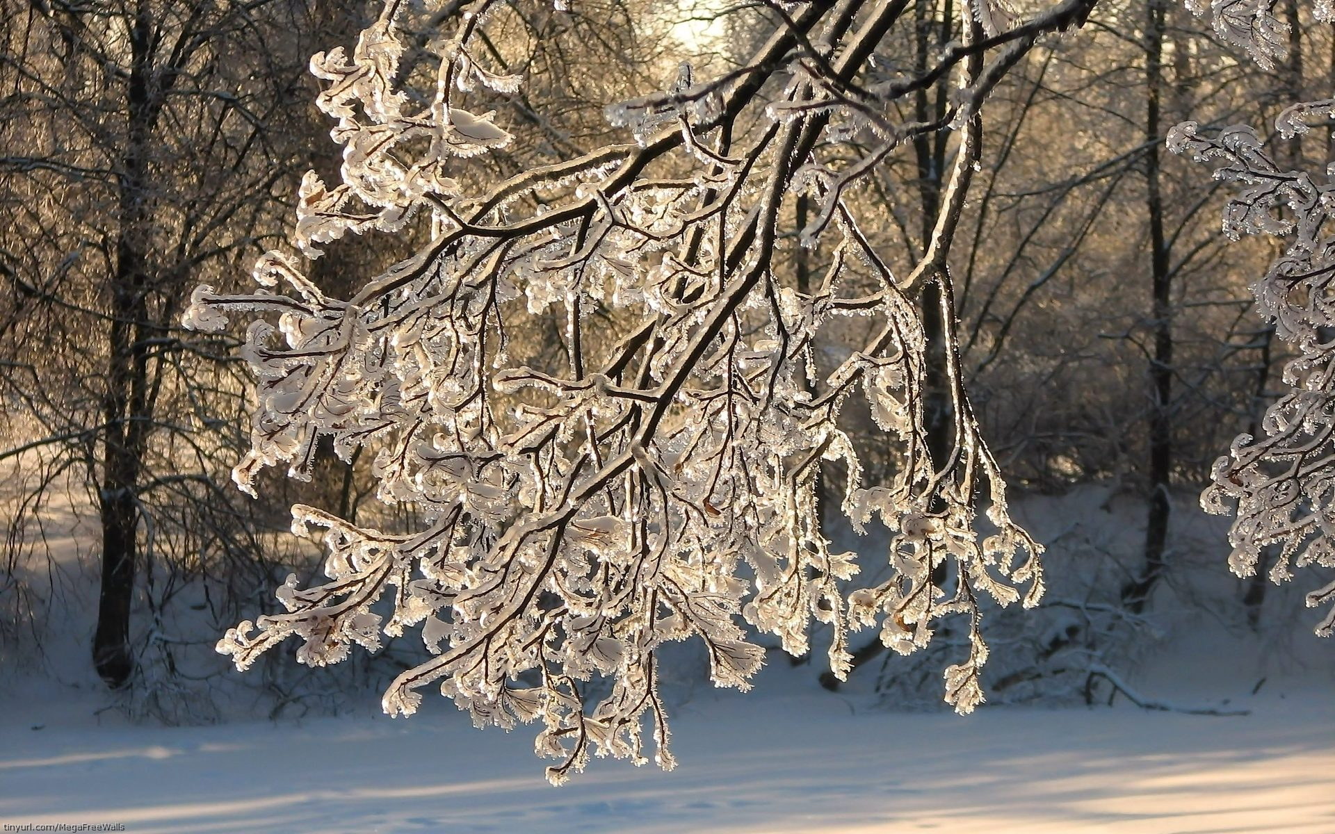 Download Snow Ice Tree Nature Winter HD Wallpaper