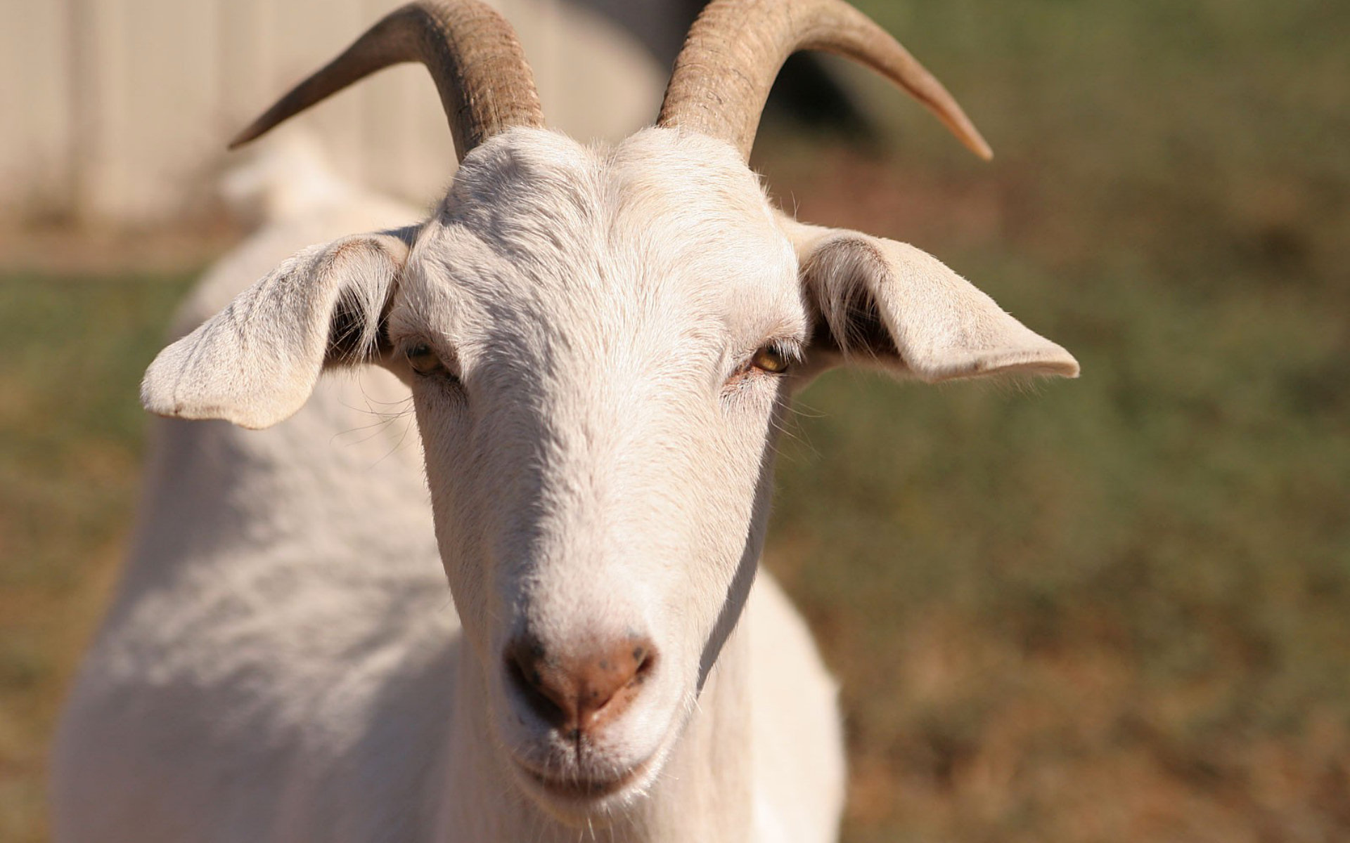 Download Animal Goat HD Wallpaper