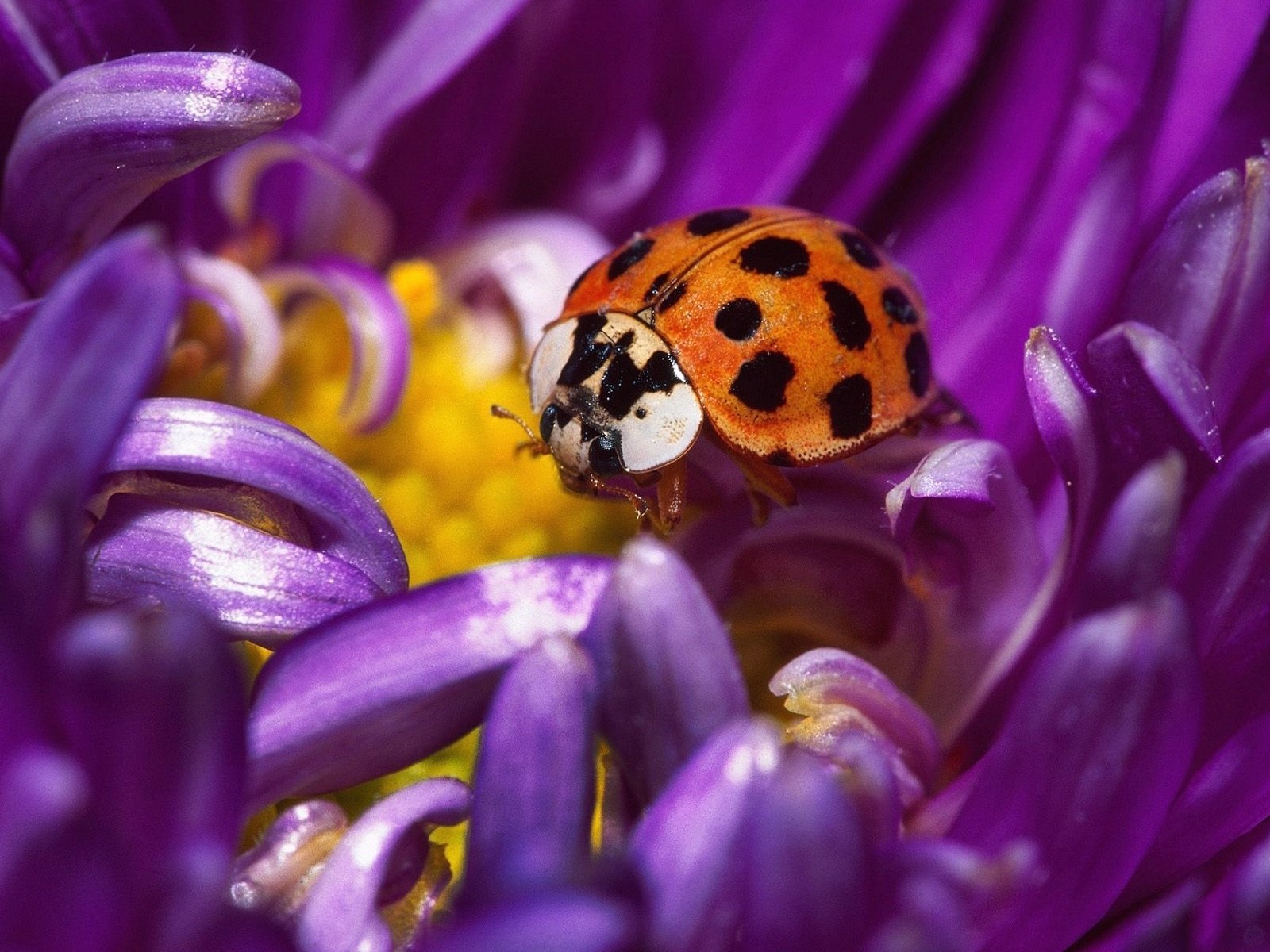 Download Animal Ladybug Wallpaper