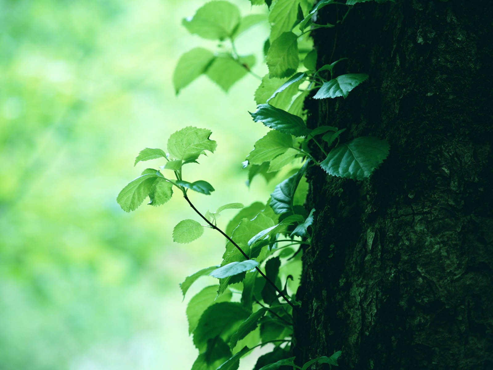 Serene Tree Glow HD Wallpaper | 1600x1200 | Wallpaper Abyss