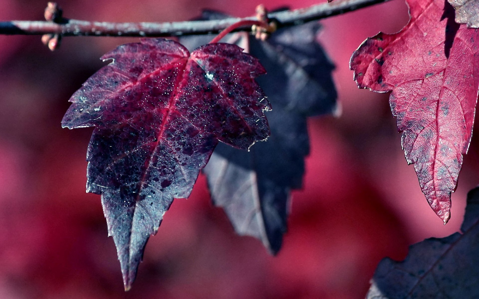 Download Nature Leaf HD Wallpaper