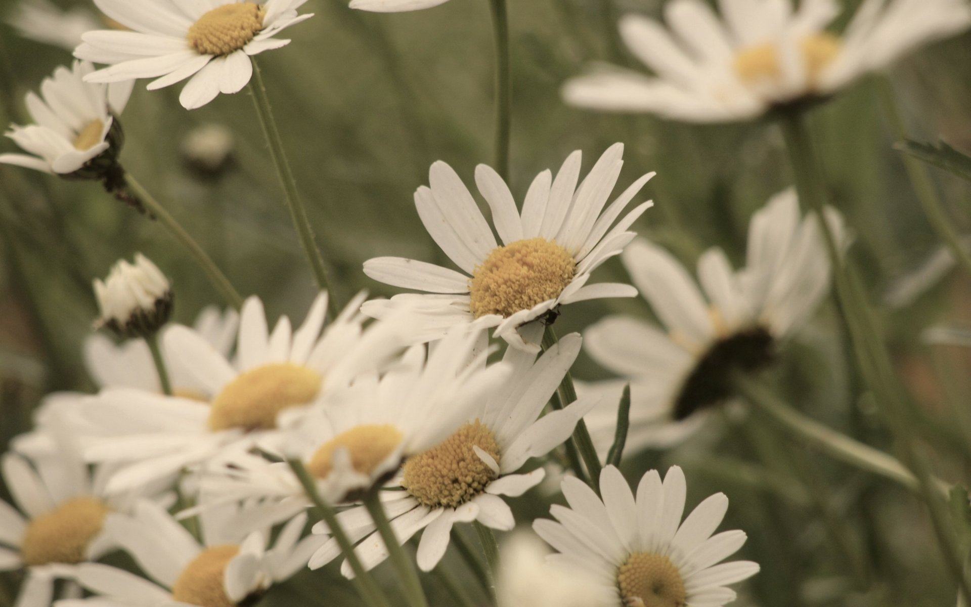 Nature Daisy HD Wallpaper